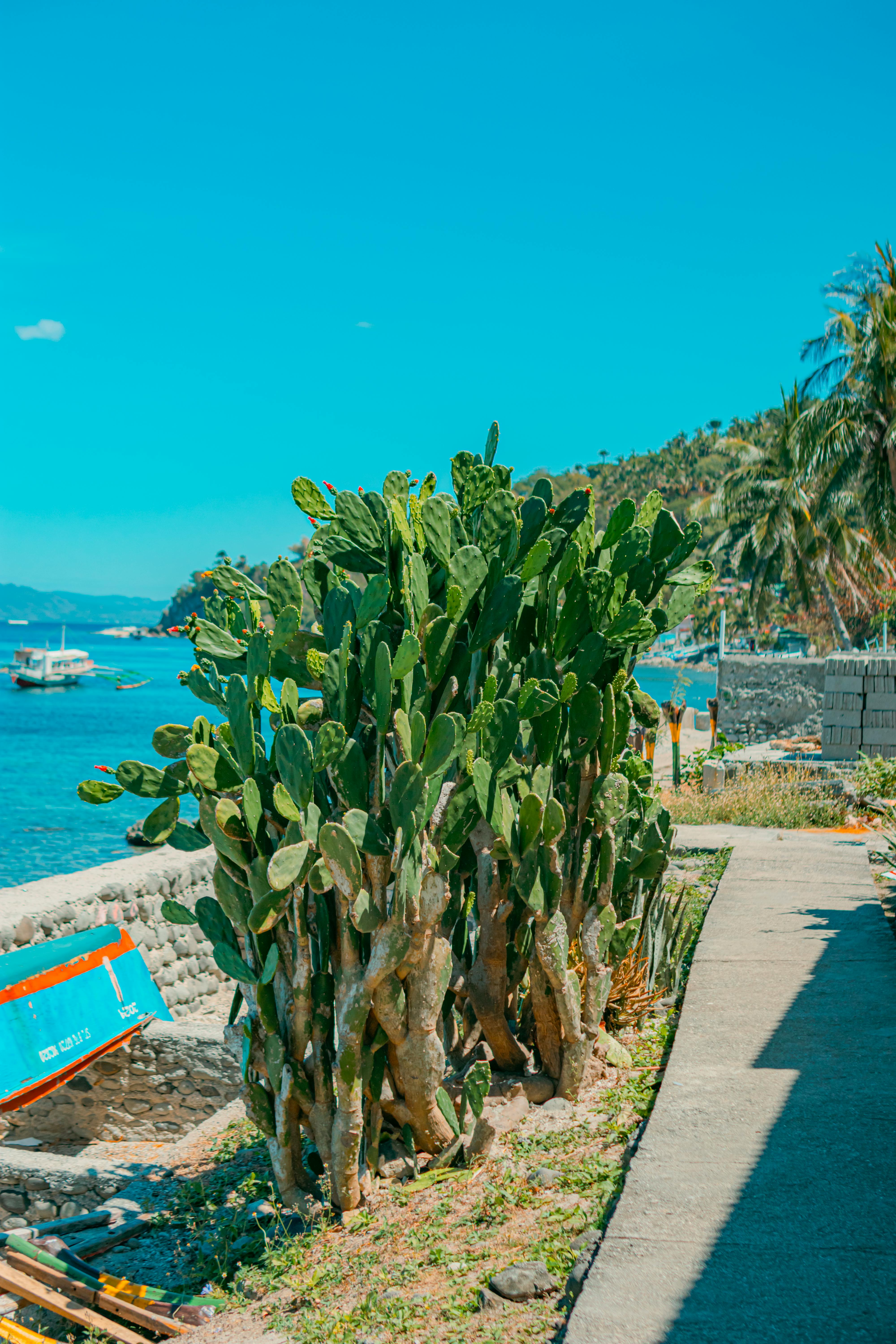 Cacti by the Seaside Promenade · Free Stock Photo