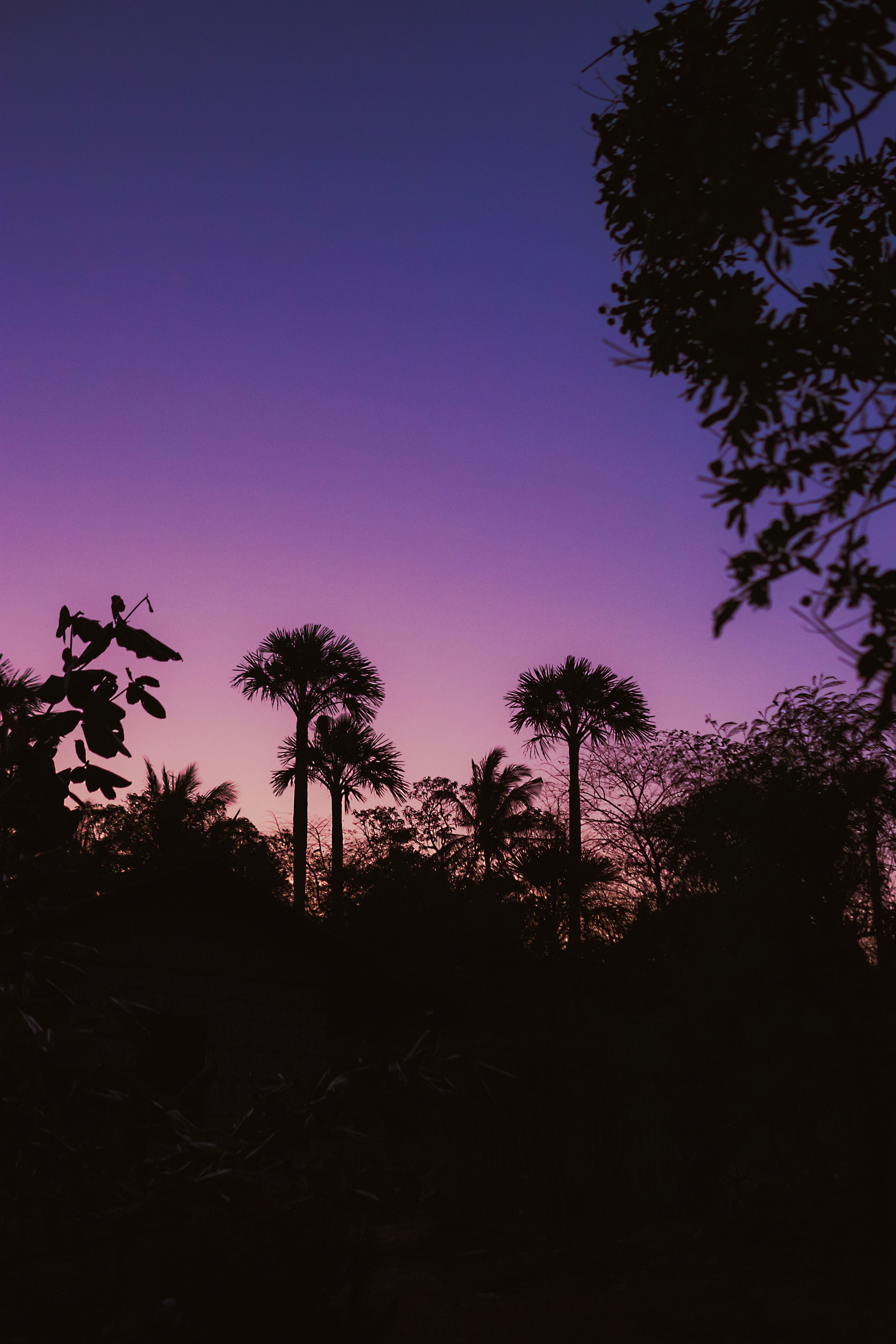 Silhouette of Trees against Purple Sky · Free Stock Photo