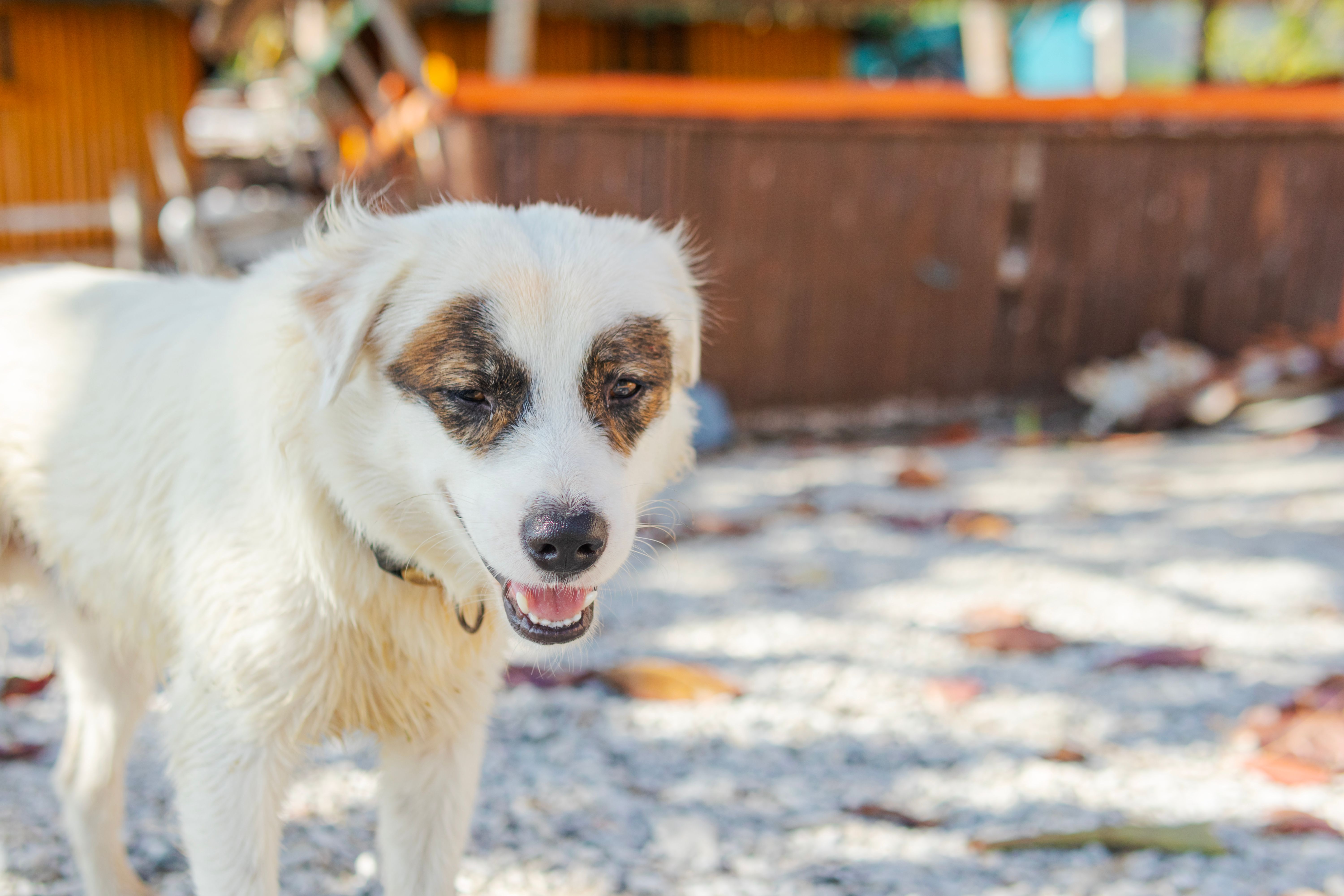 Cute Cream-Colored Kokoni Dog · Free Stock Photo