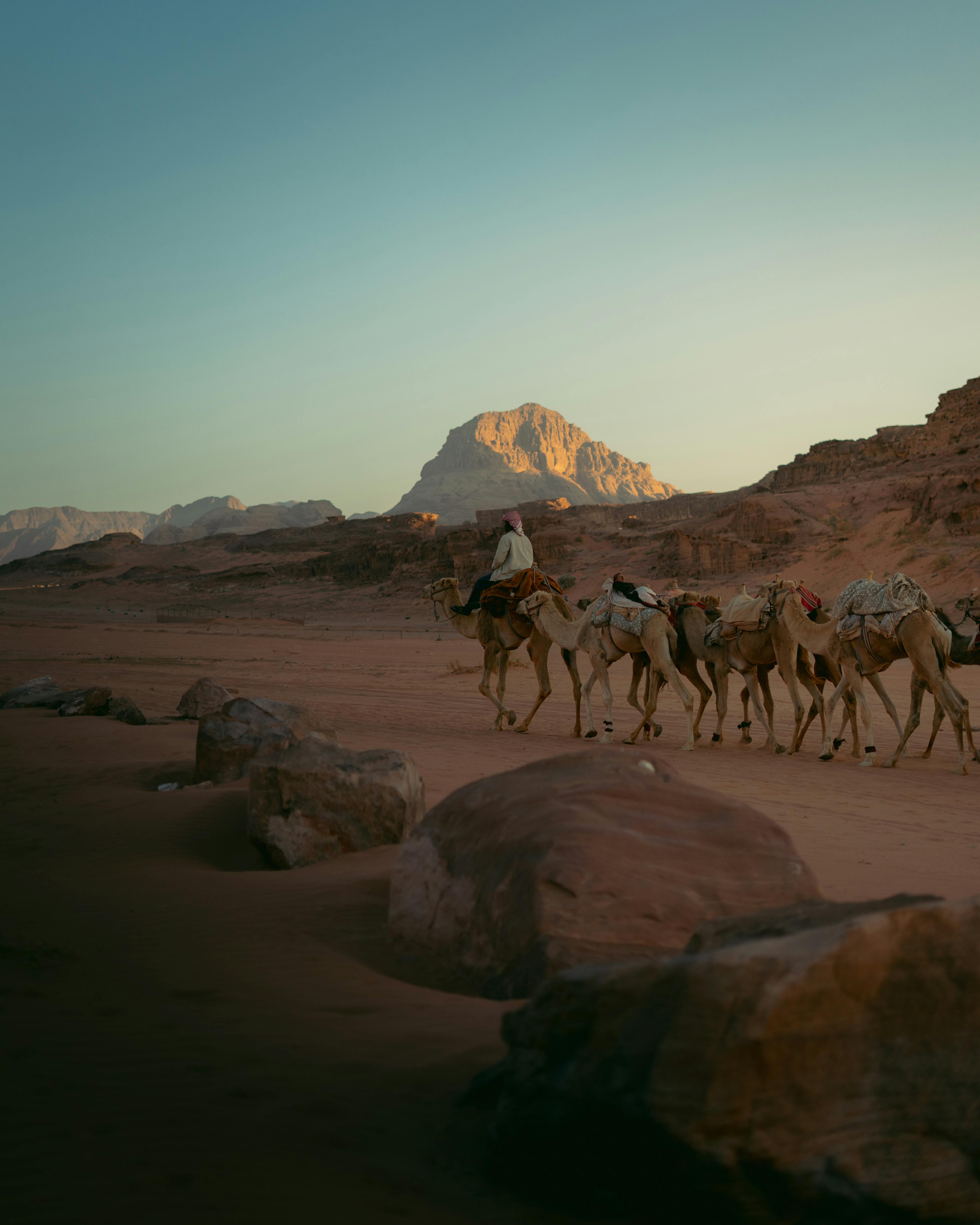 Camel Caravan Photos, Download The BEST Free Camel Caravan Stock Photos ...
