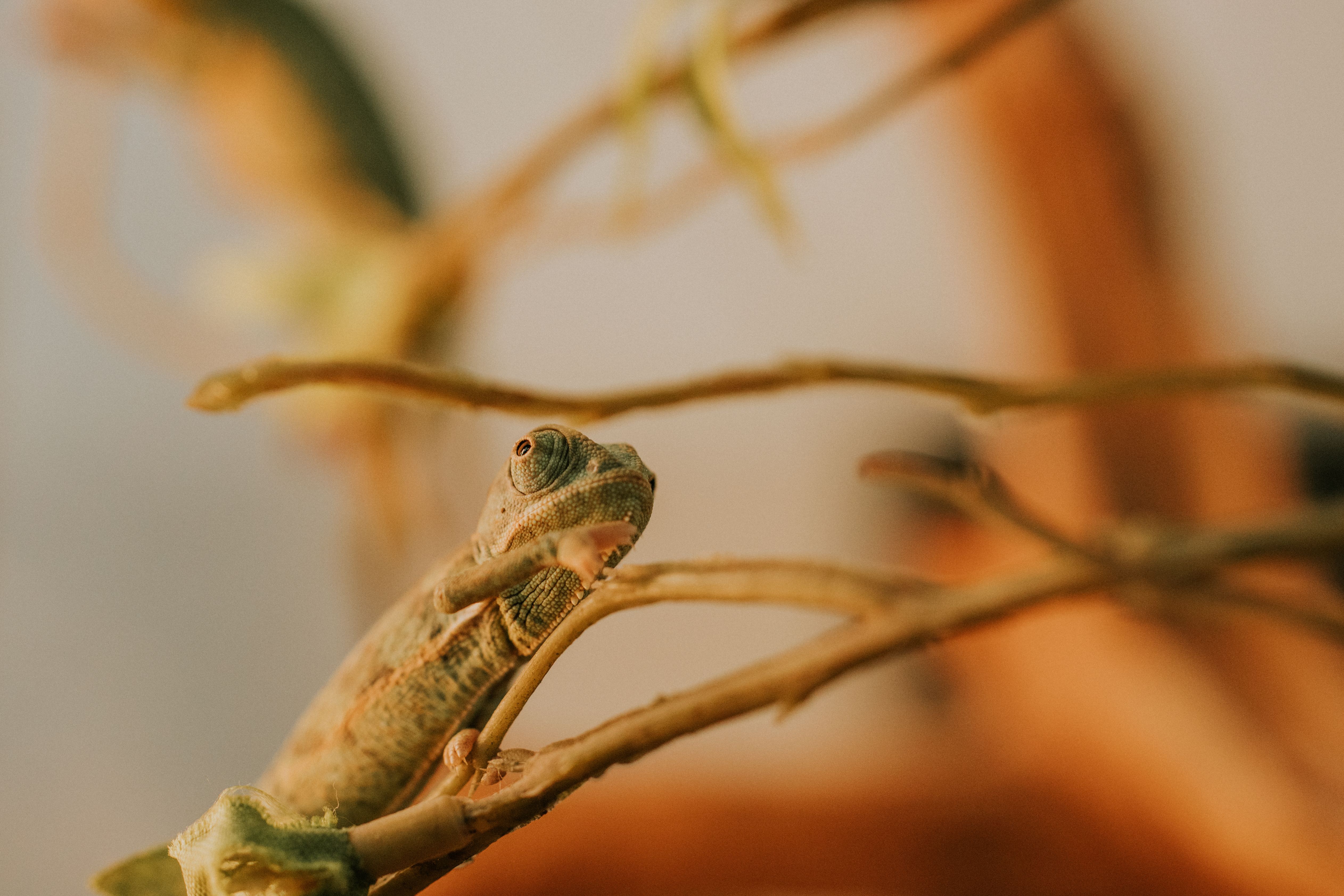 Lizard Walking Branch · Free Stock Photo