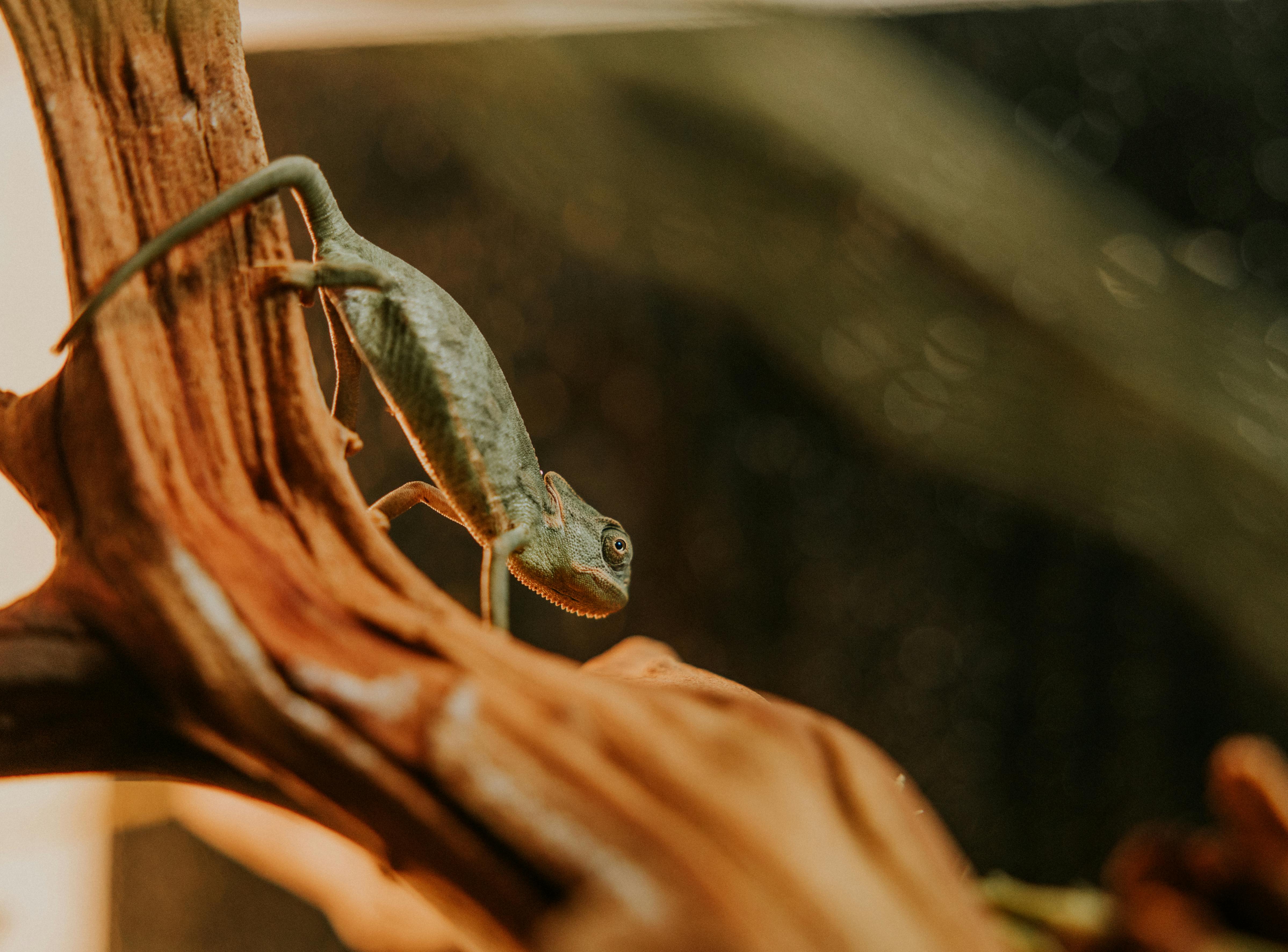 Adaptation Project In Climate Change Photos, Download The BEST Free ...