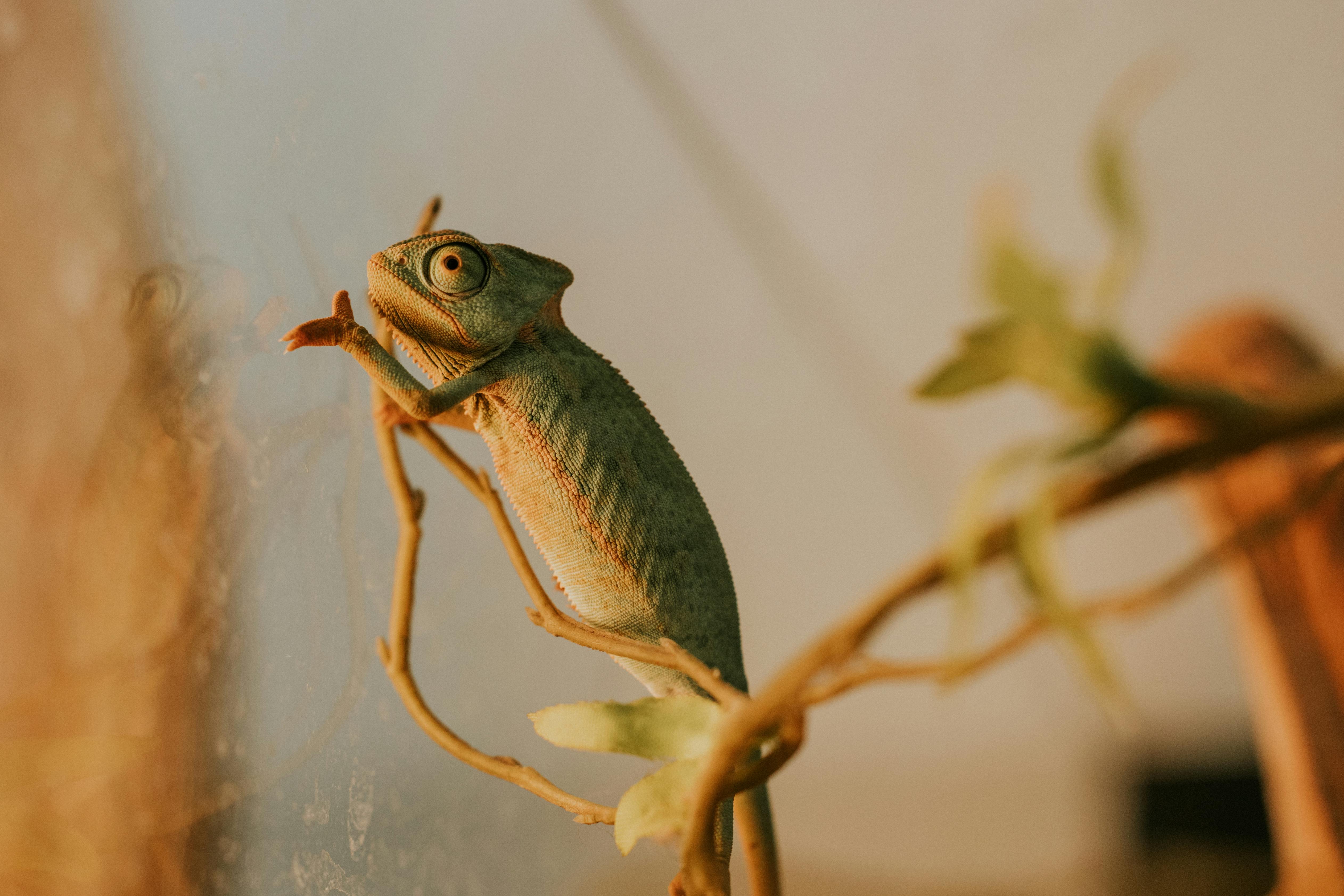 Adaptive Coloring Photos, Download The BEST Free Adaptive Coloring ...