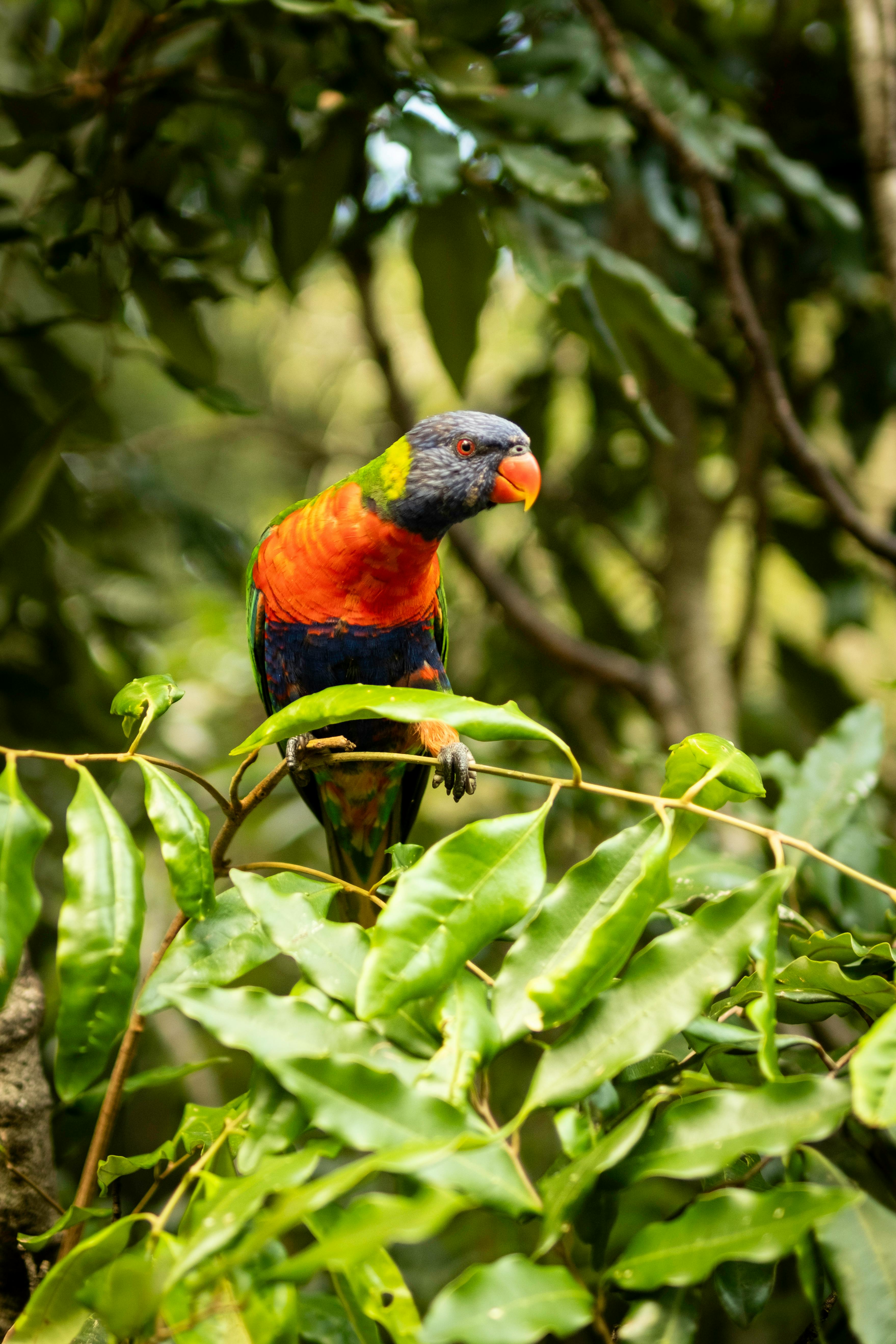 A colorful bird sitting on a tree branch · Free Stock Photo