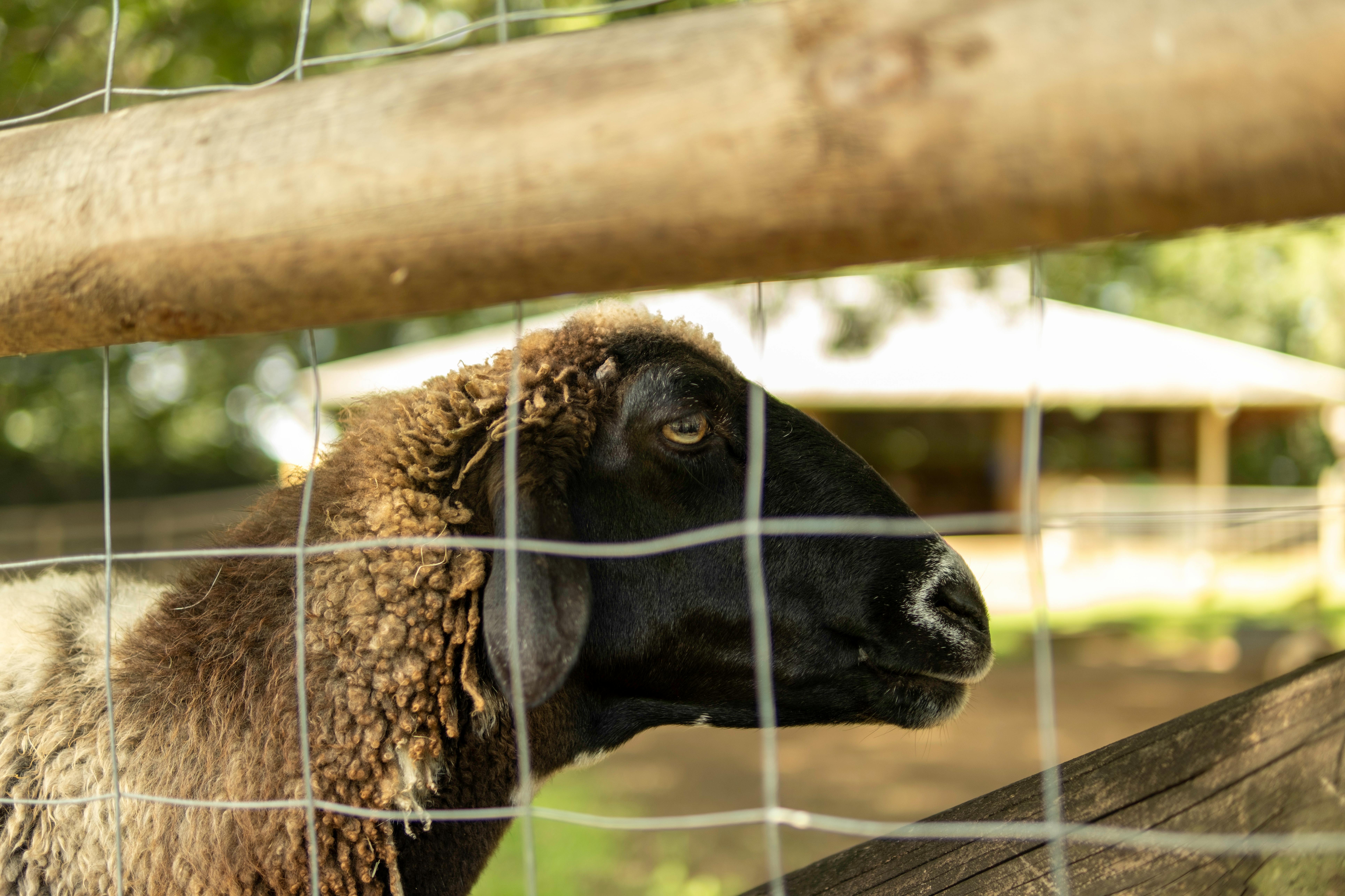 A sheep looking through a fence at a tree · Free Stock Photo