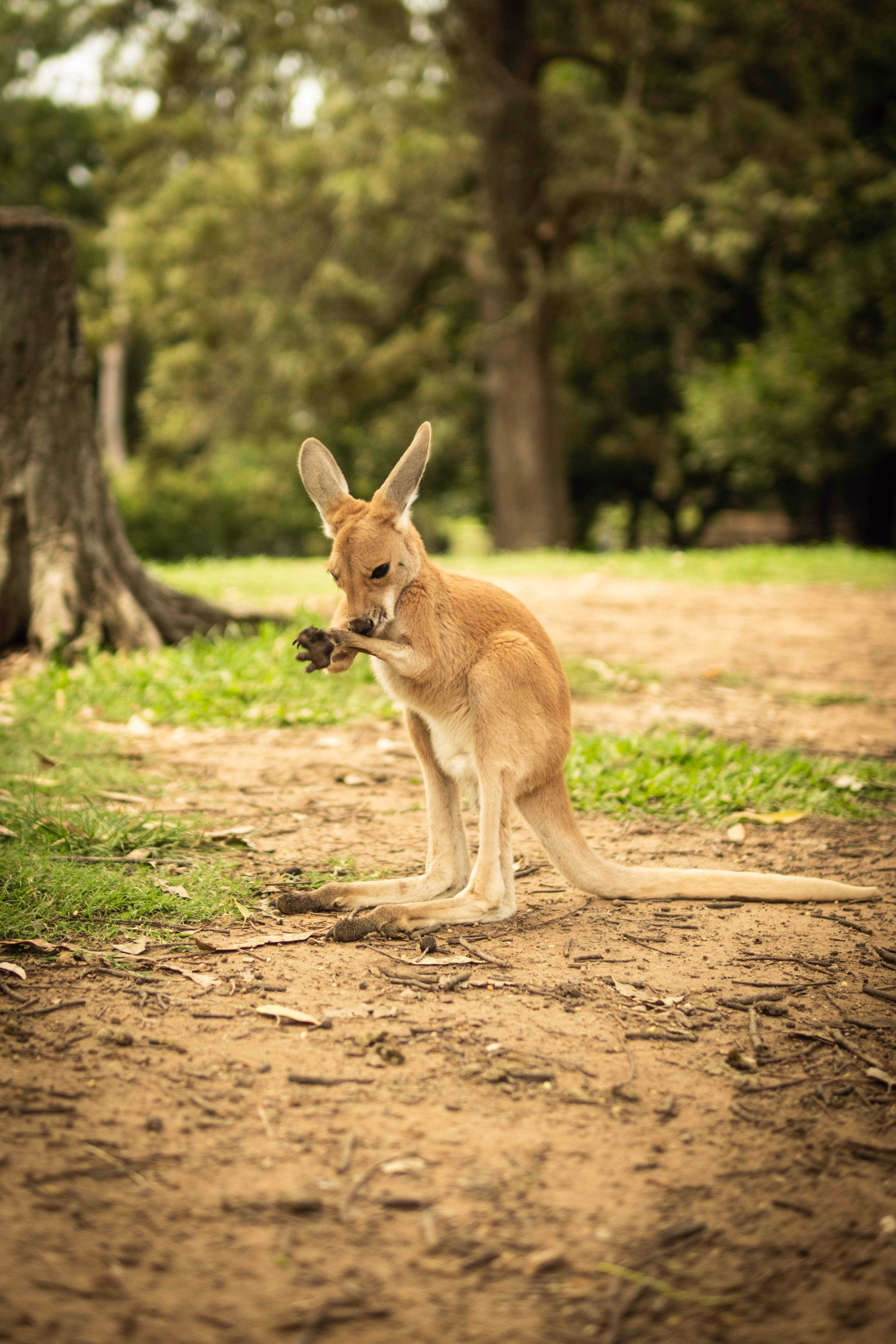 A kangaroo is eating a piece of food in the dirt · Free Stock Photo