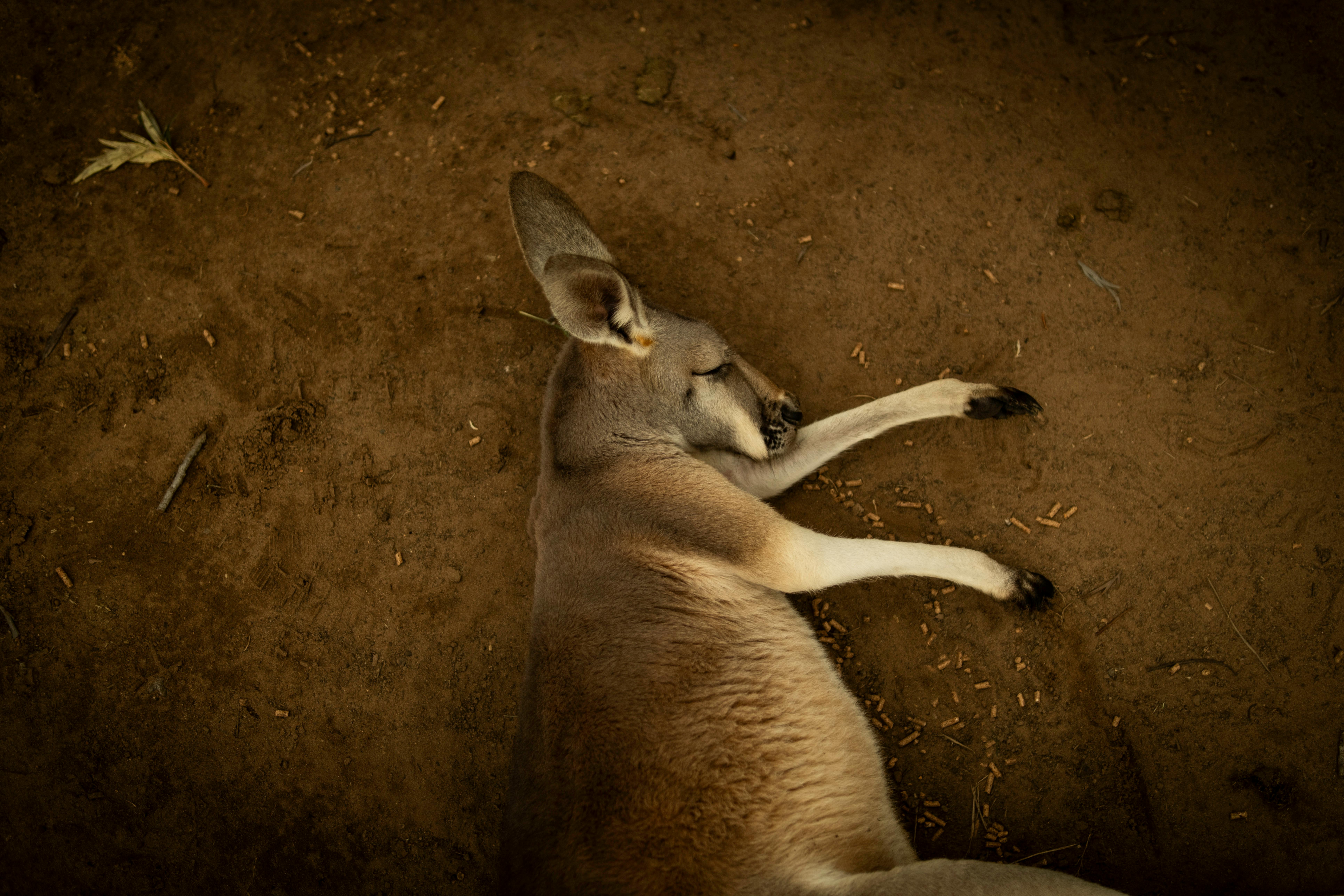 Red Kangaroo Lying on Ground · Free Stock Photo