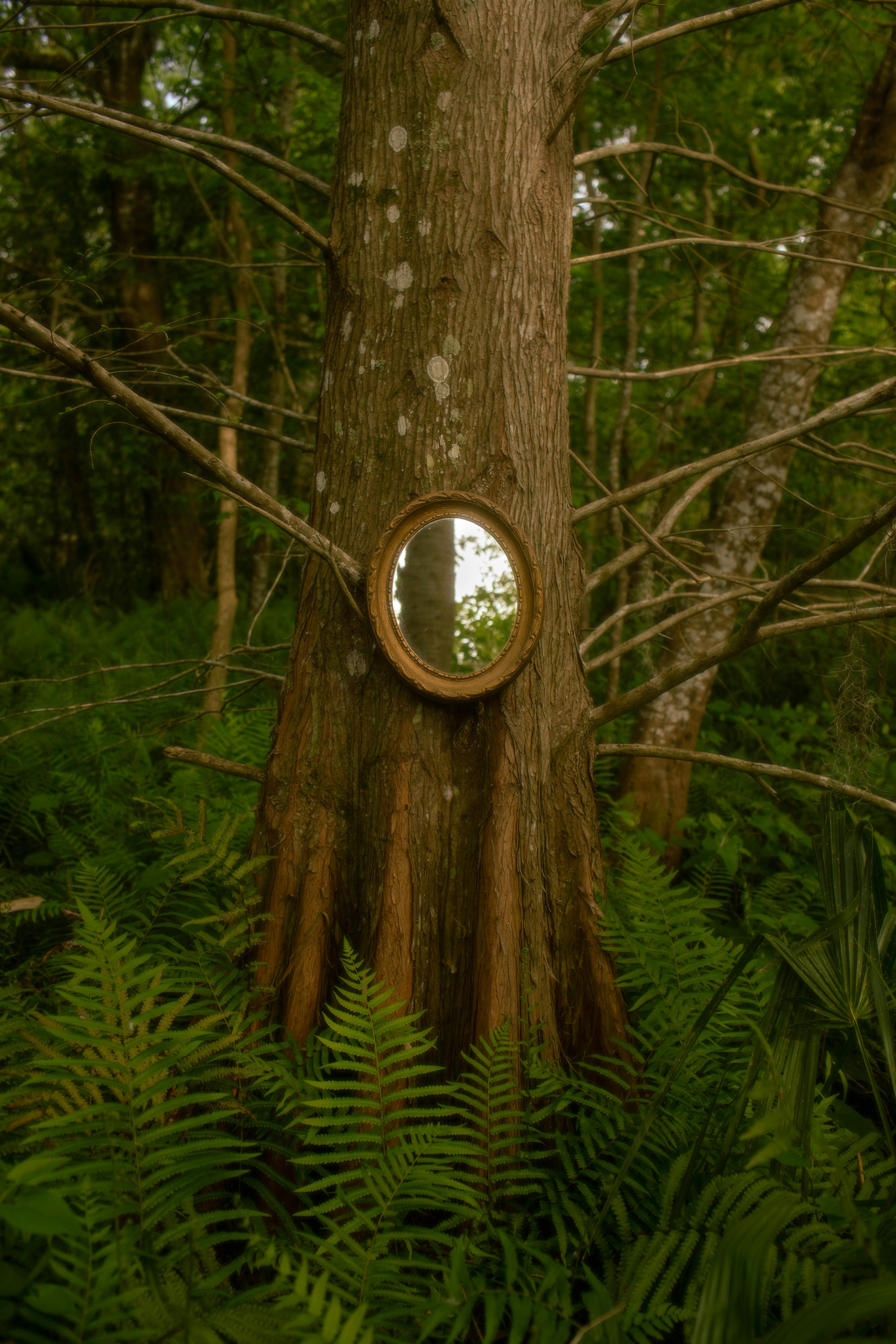 Mirror on Tree in Forest · Free Stock Photo