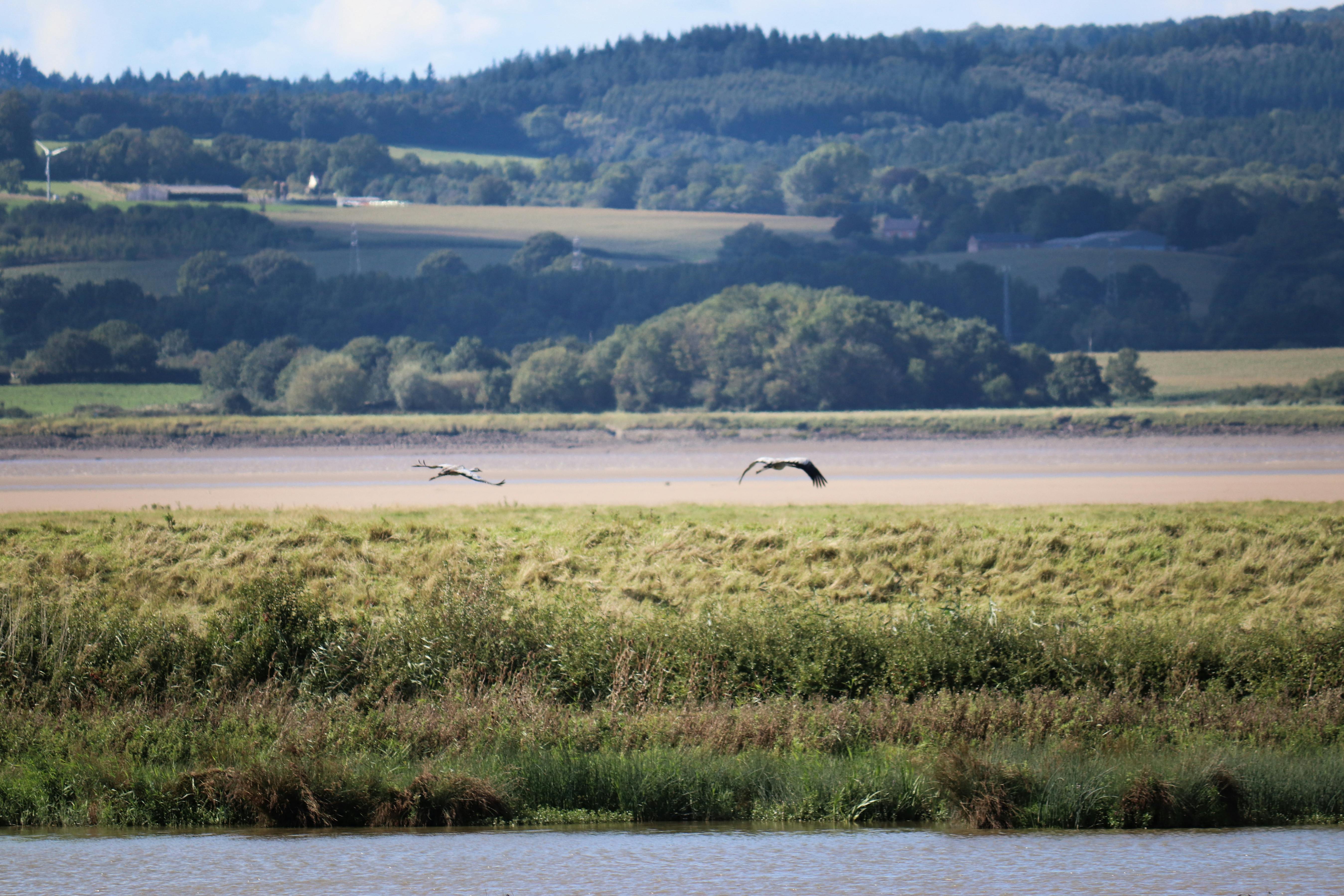 Birds Flying over Marsh · Free Stock Photo