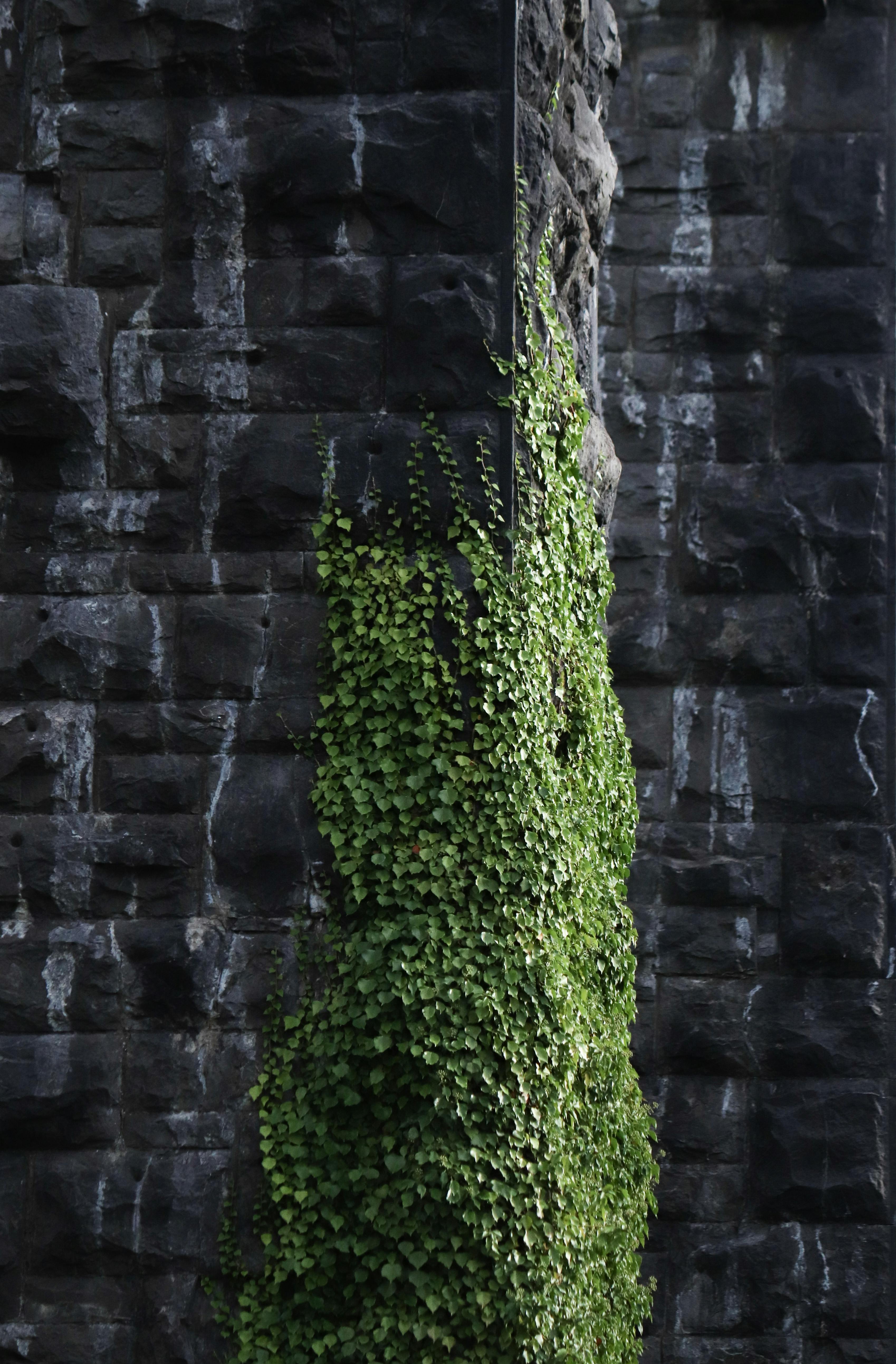 Clinging Plant on Dark Wall · Free Stock Photo