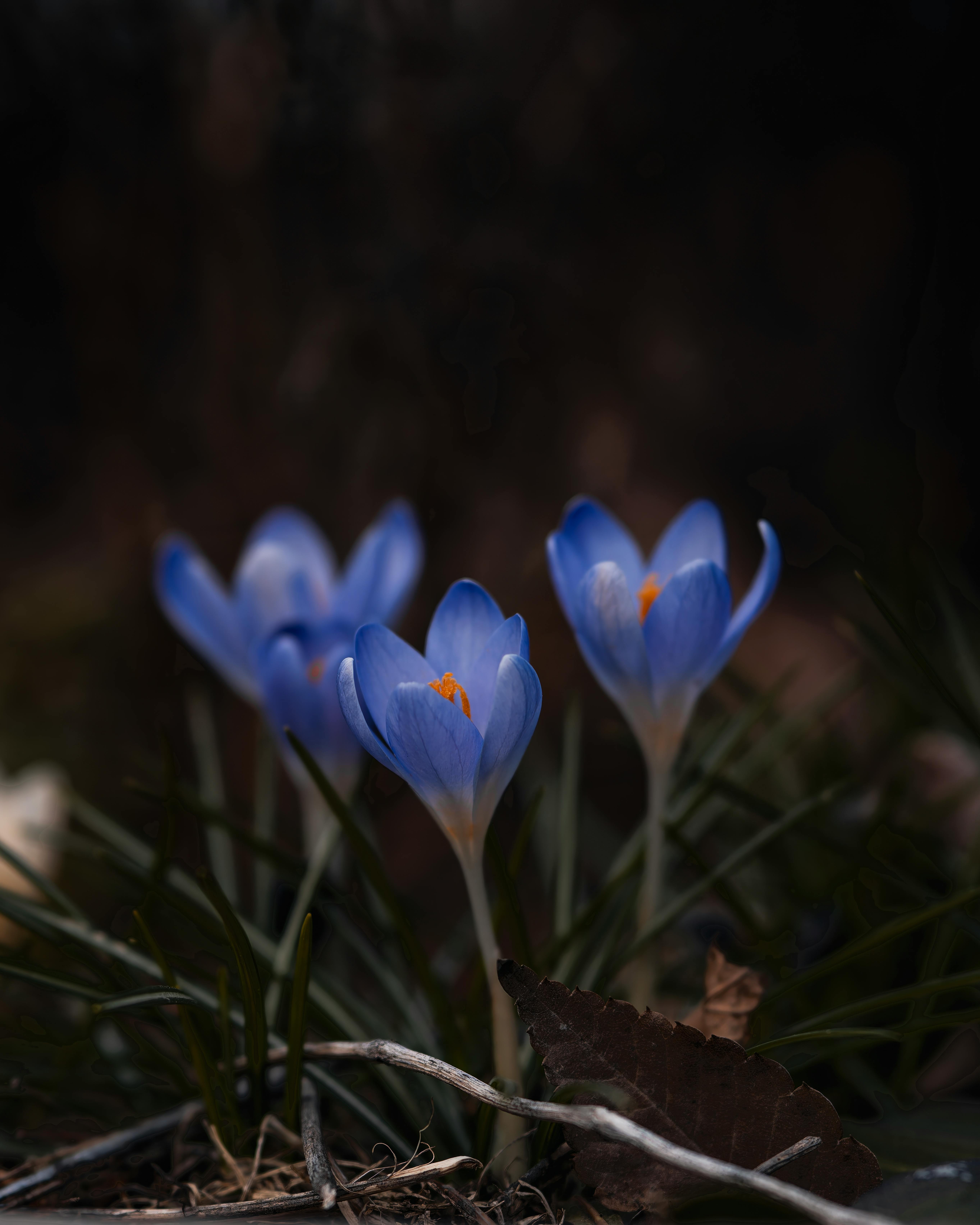 Blue Crocus Flowers · Free Stock Photo