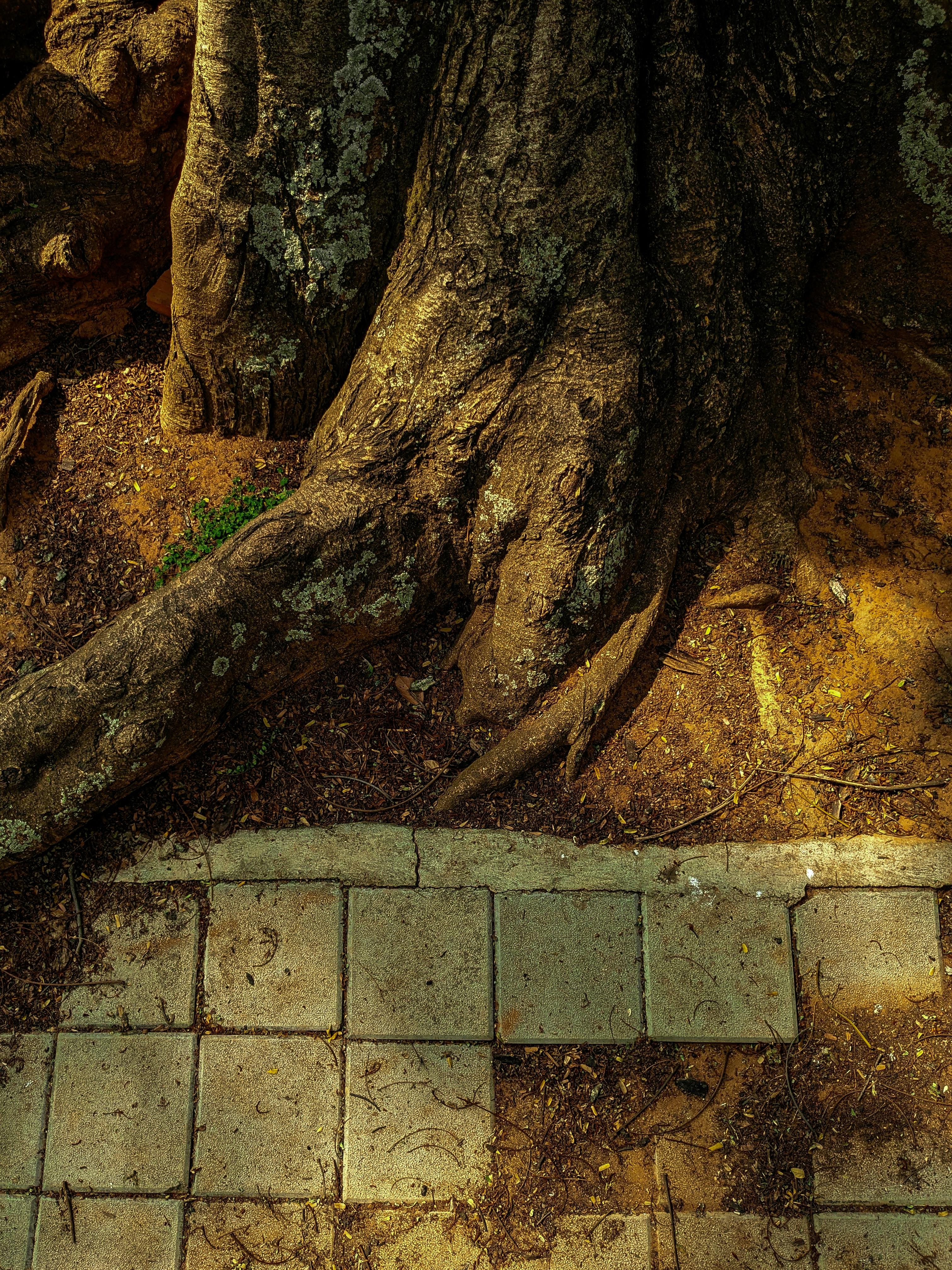 A tree with roots growing out of the ground · Free Stock Photo