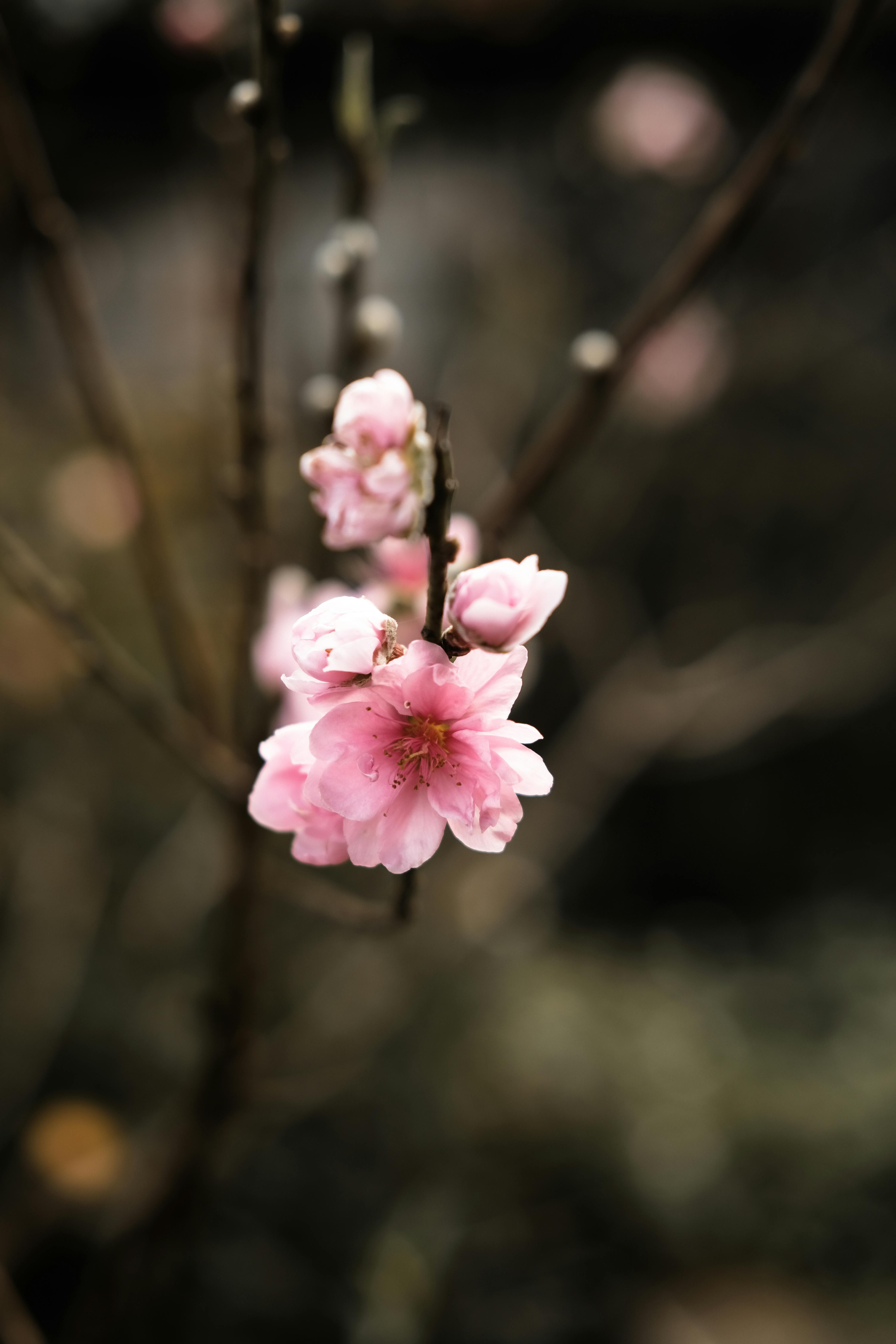 Peach Tree Flower Photos, Download The BEST Free Peach Tree Flower ...