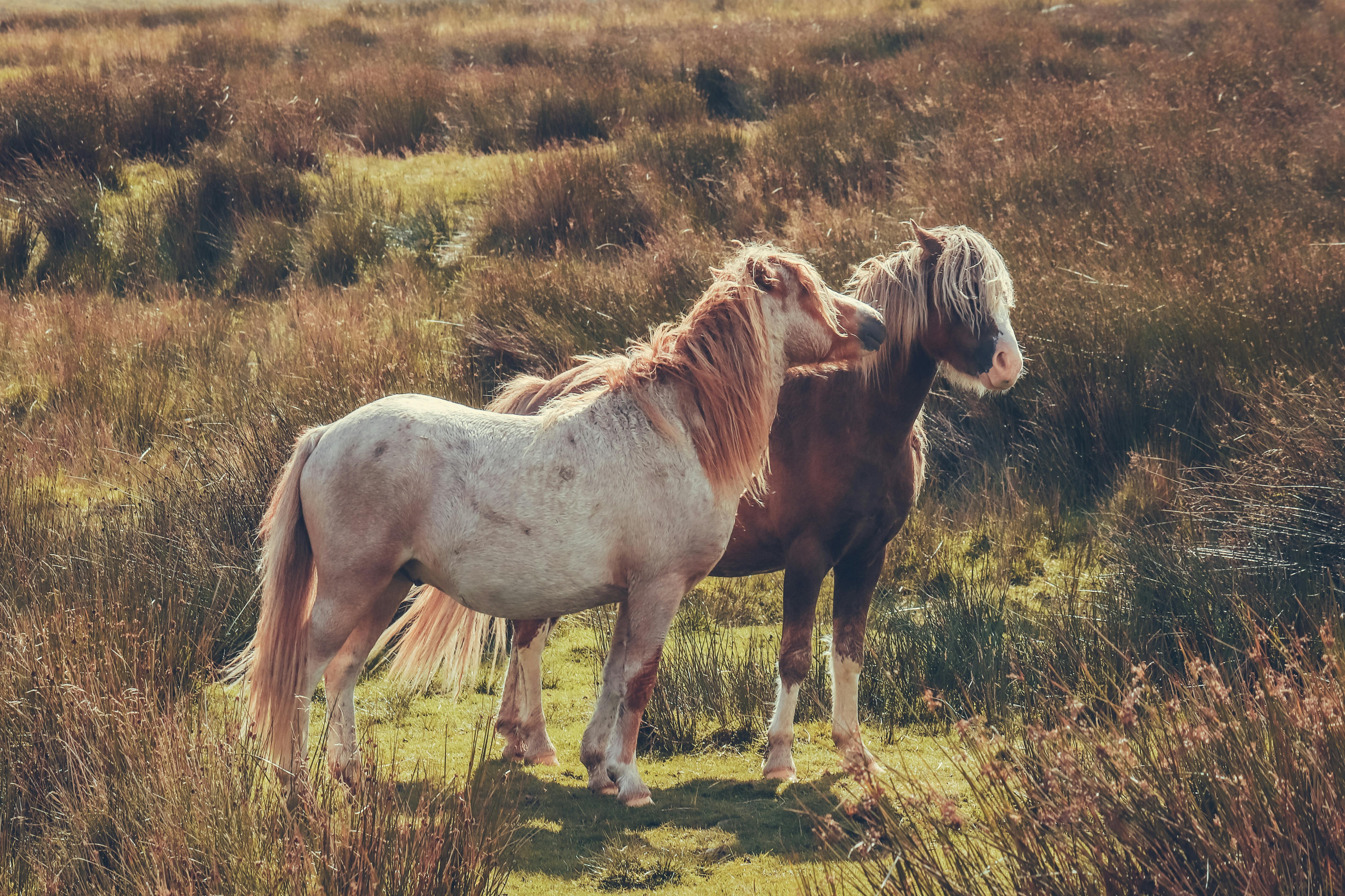 Wild Horses in Nature · Free Stock Photo