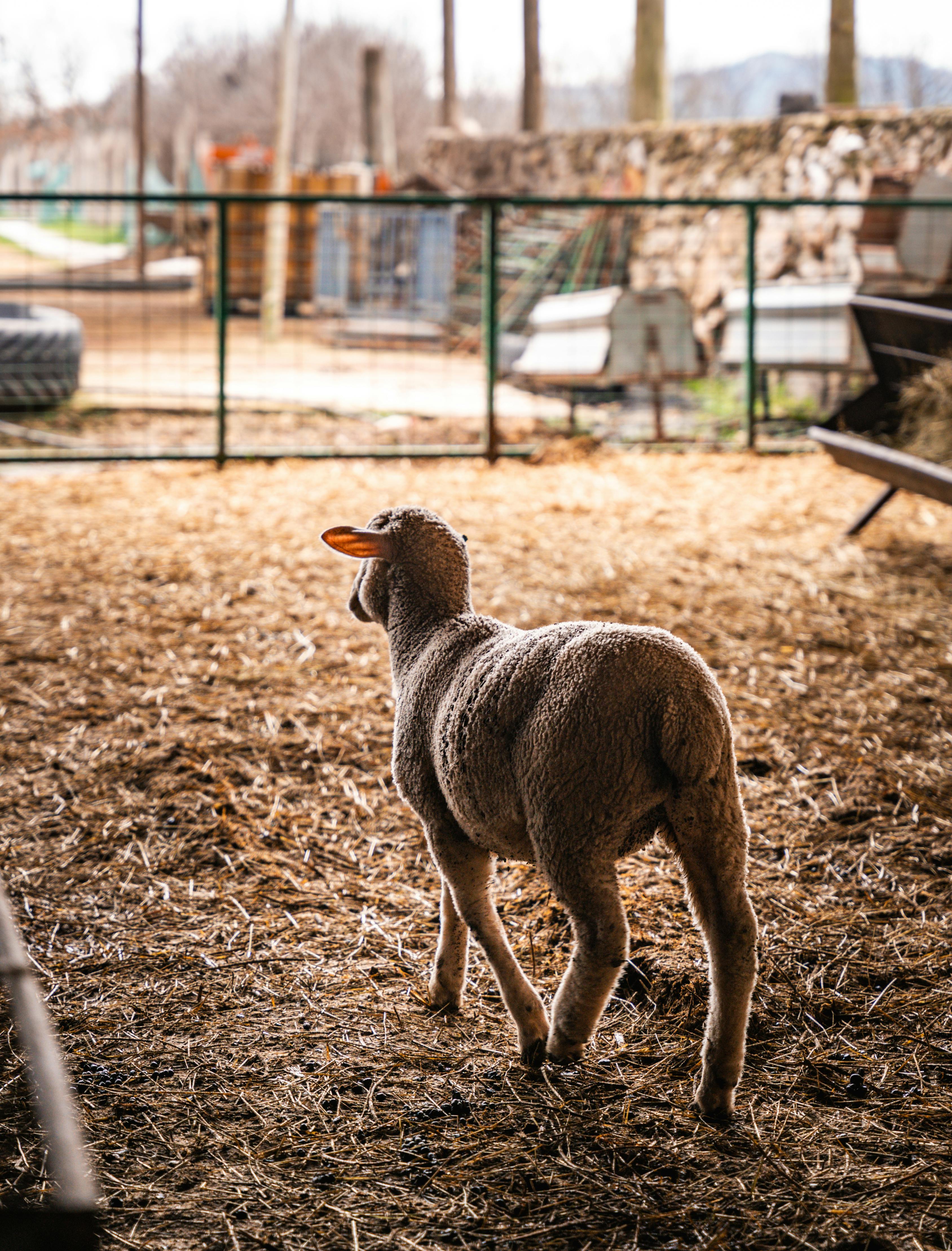 Lamb on Farm · Free Stock Photo