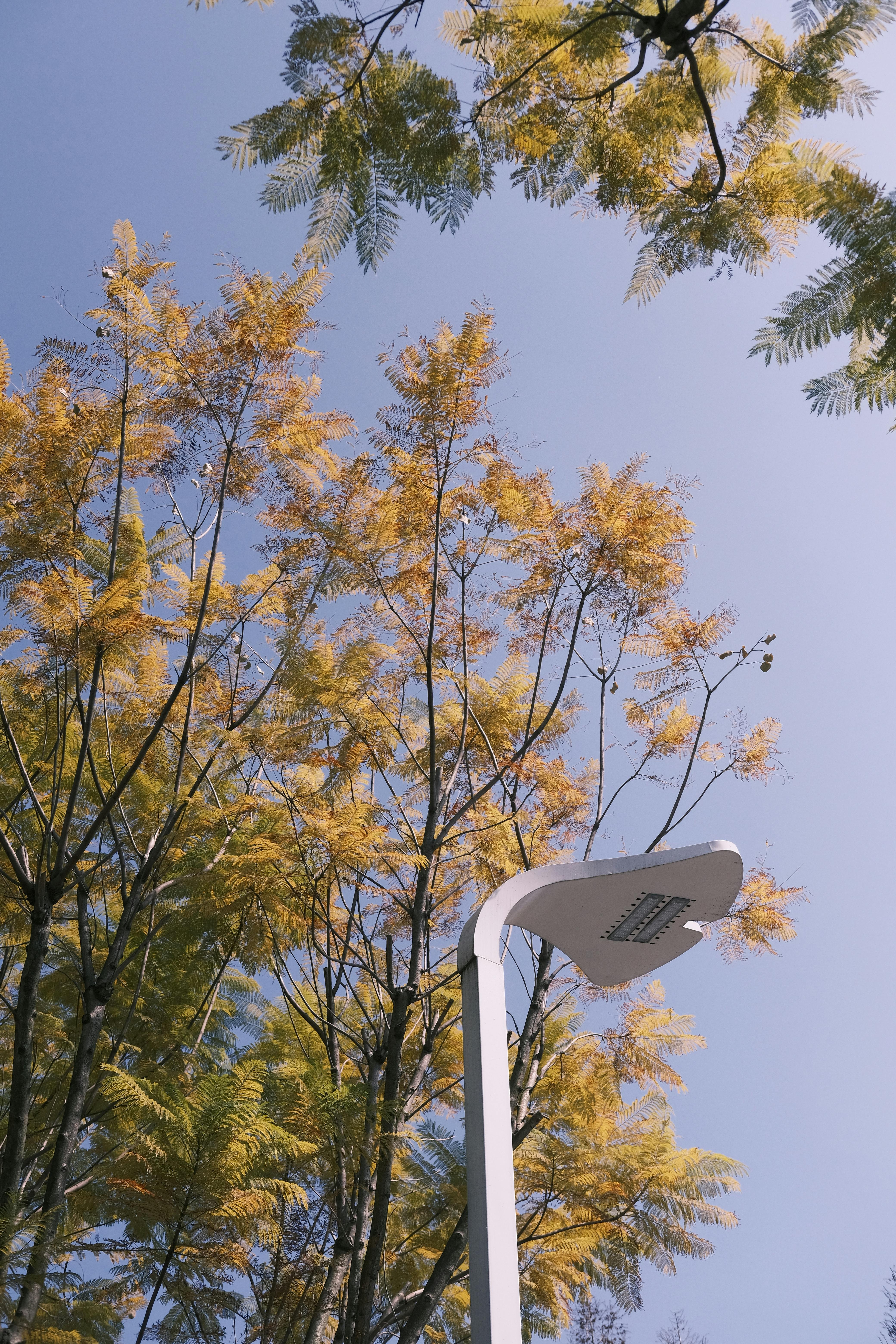 Street Lamp and Tree behind · Free Stock Photo