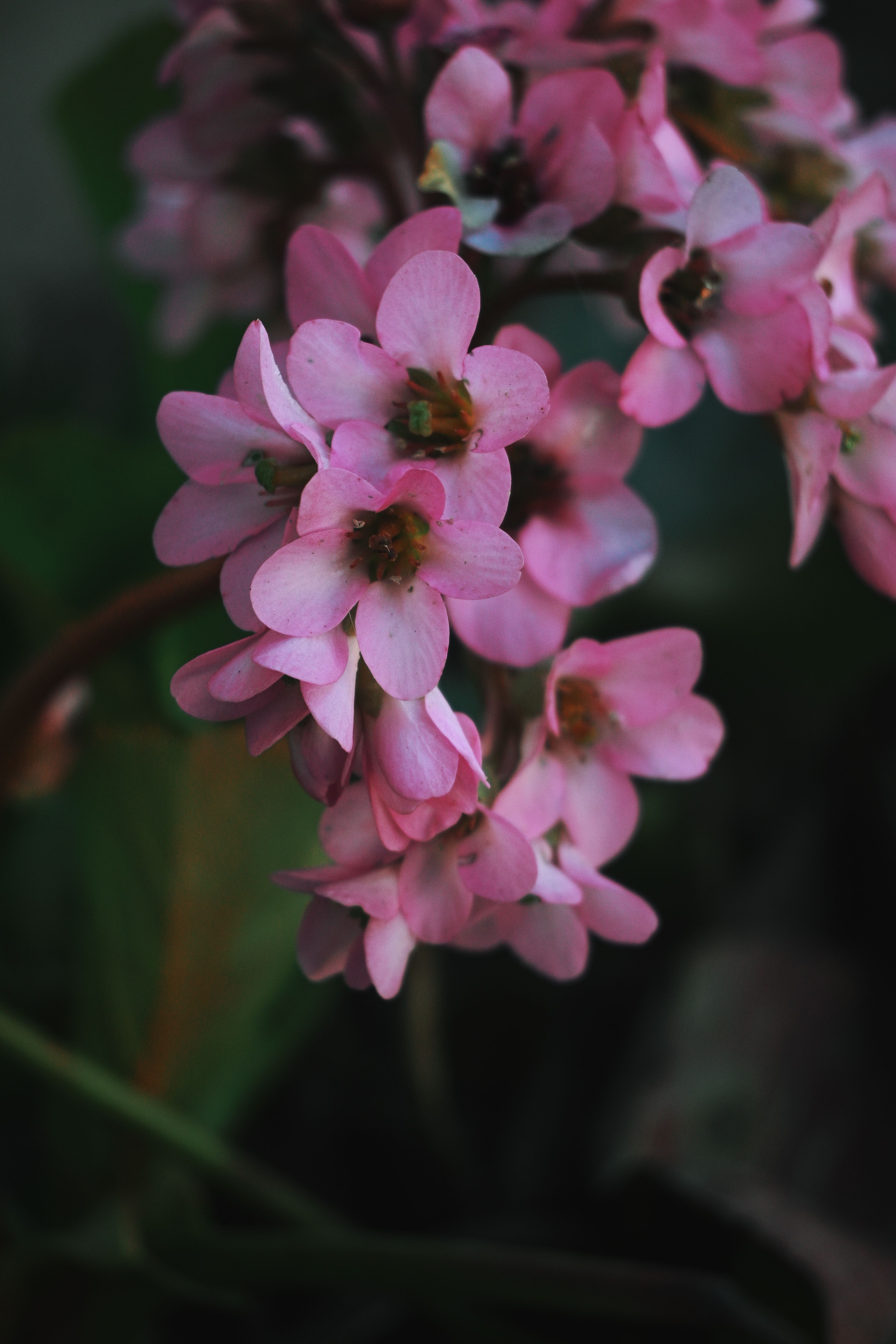 Pink Blossoms in Spring · Free Stock Photo
