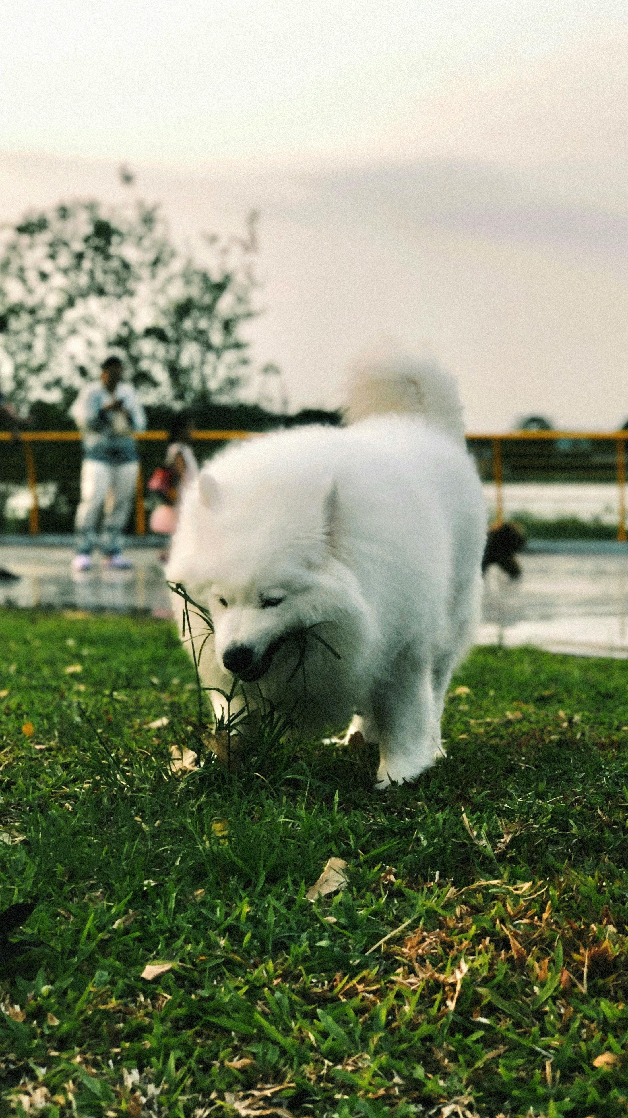 Samoyedic Photos, Download The BEST Free Samoyedic Stock Photos & HD Images