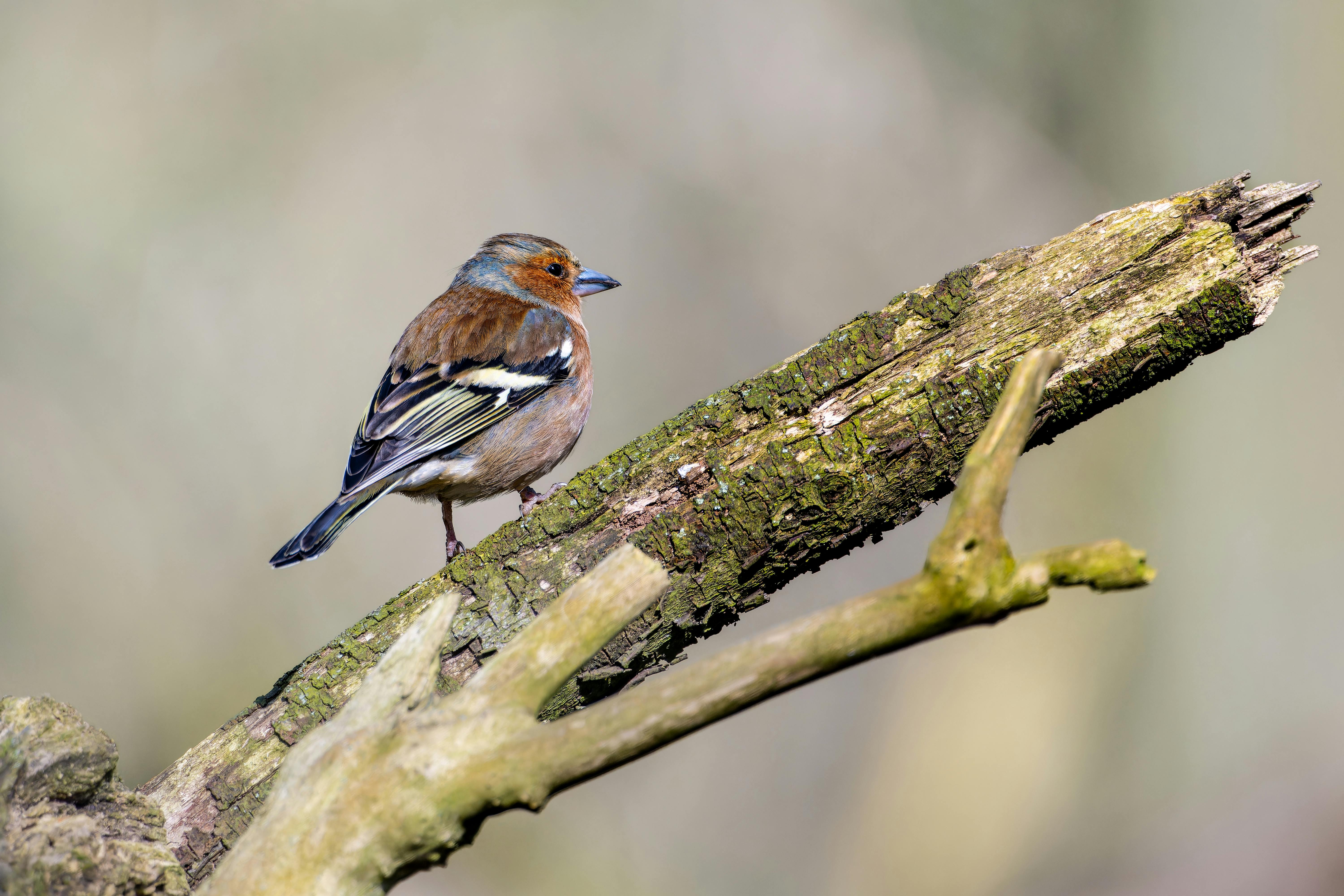 10+ Foto Walpaper Terbaik · Unduh Gratis 100% · Foto Stok Pexels