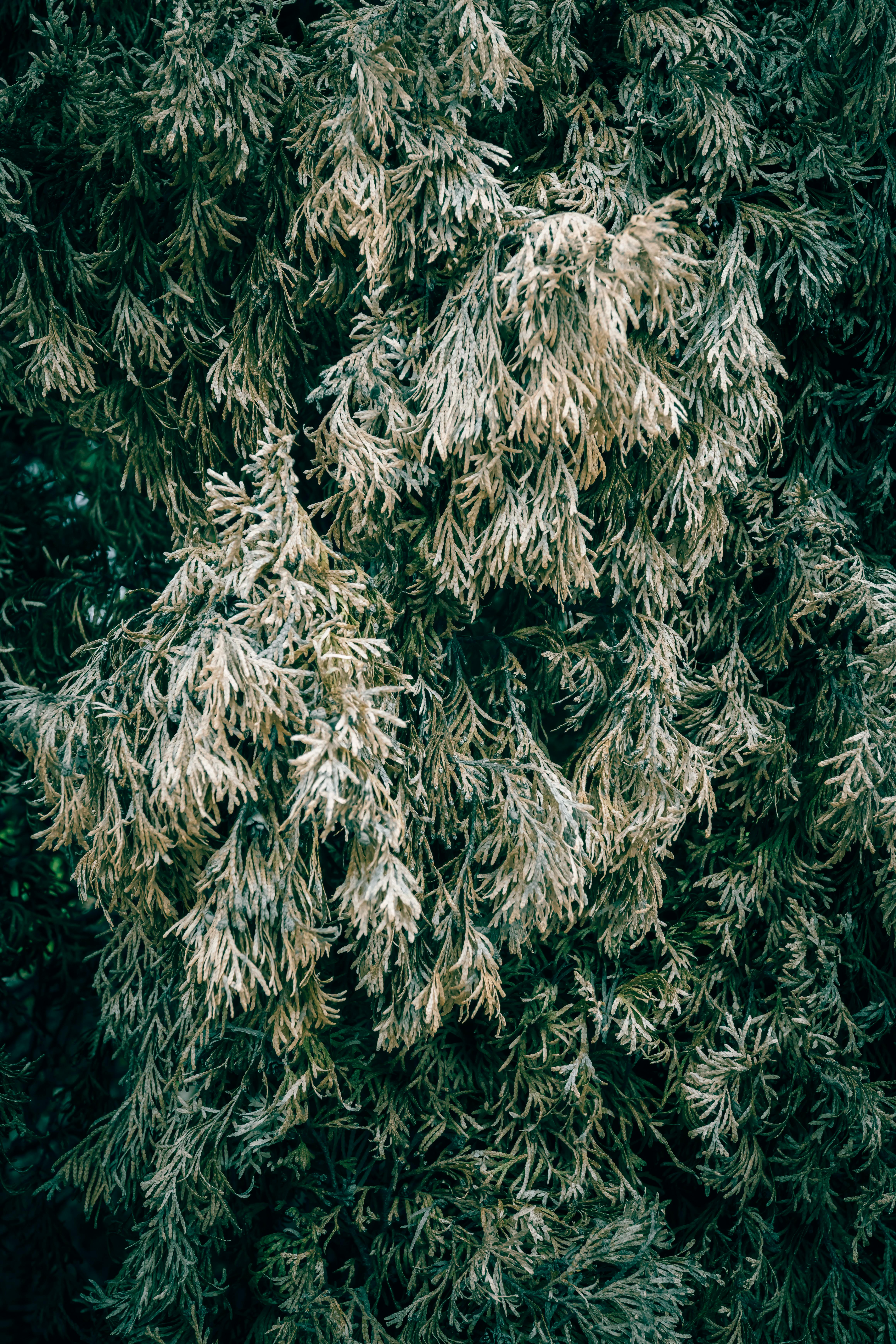 A close up of dry White Cedar tree branches · Free Stock Photo
