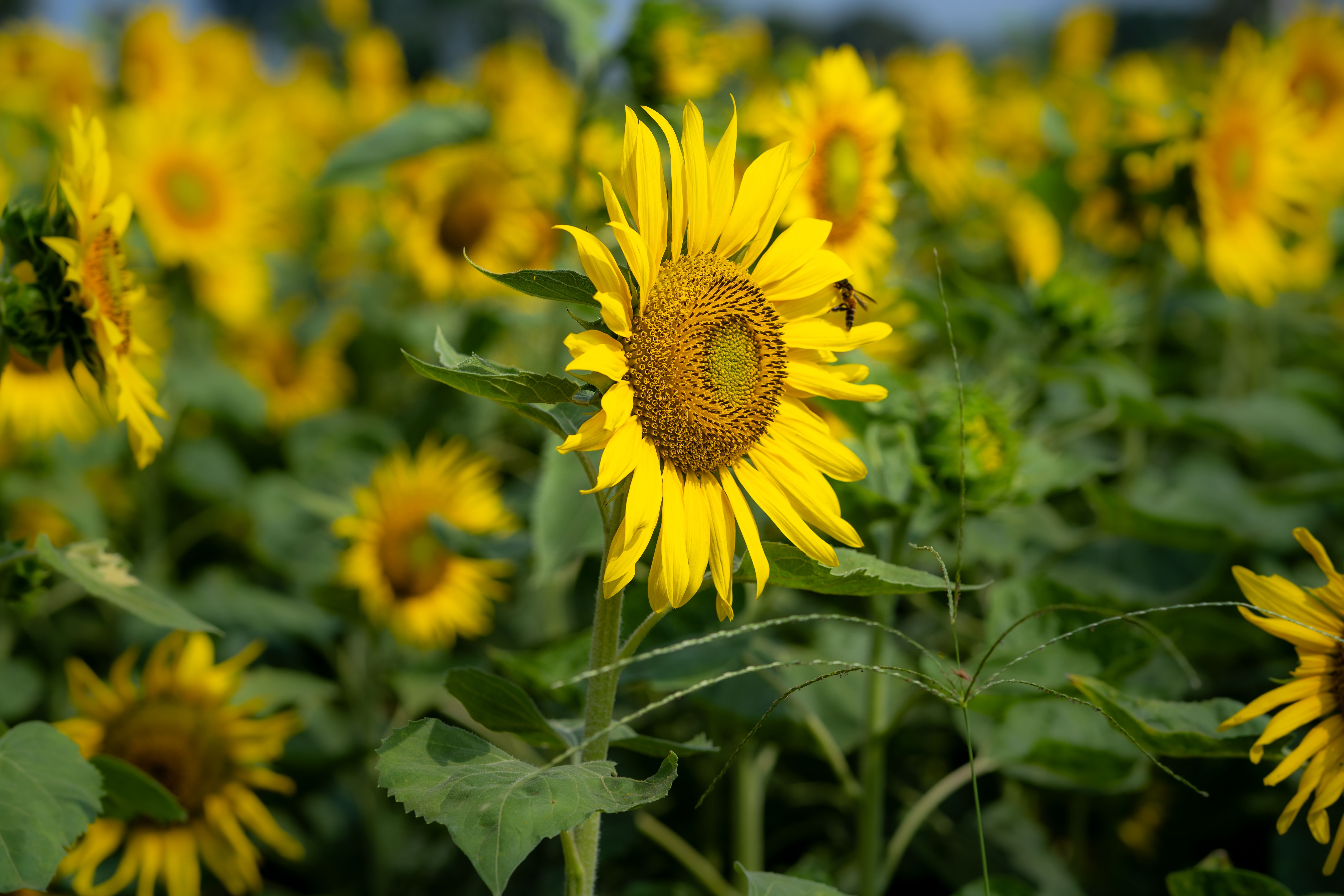 Bee by Sunflower on Field · Free Stock Photo