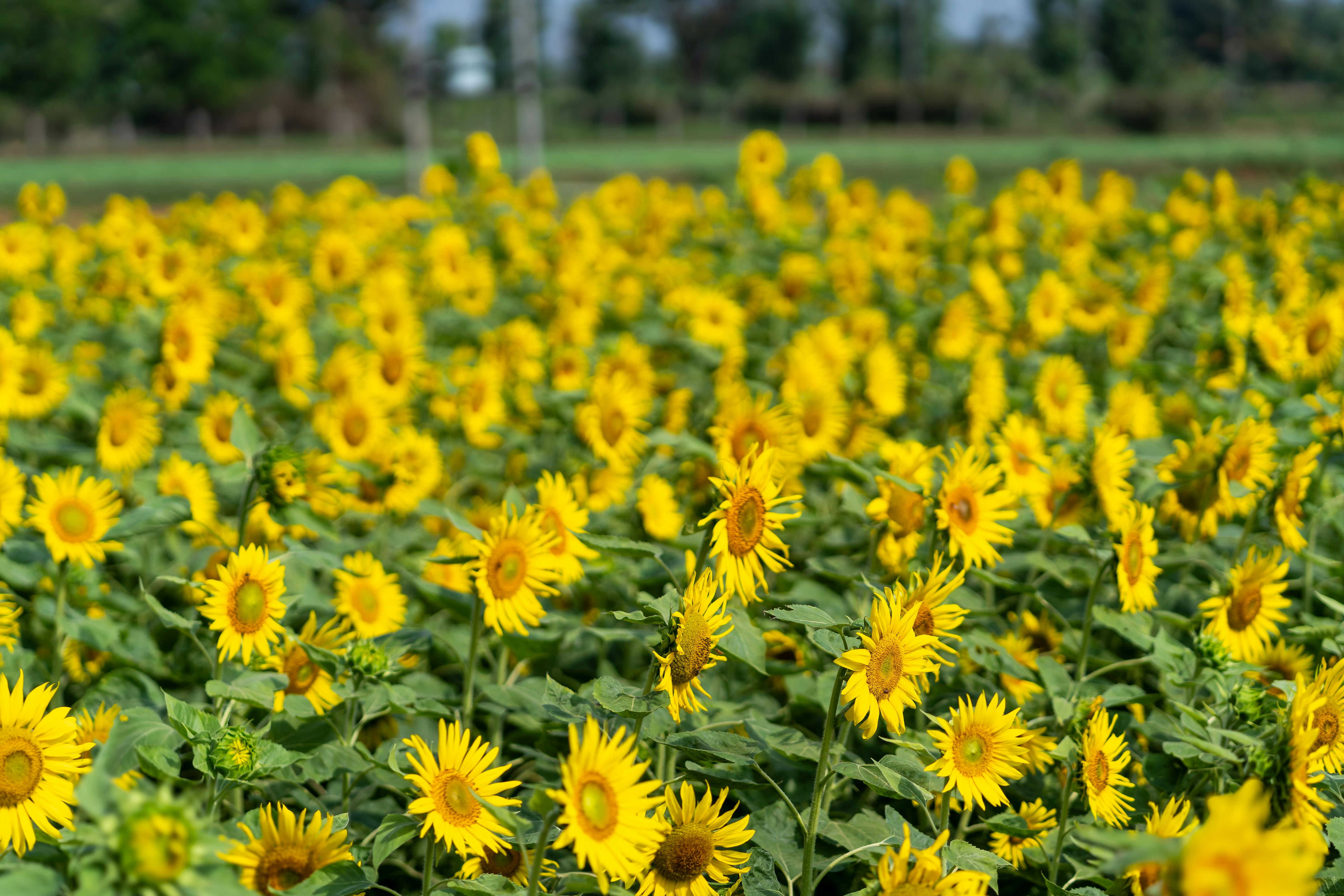 Sunflower Garden in gundulpet, Karnataka · Free Stock Photo