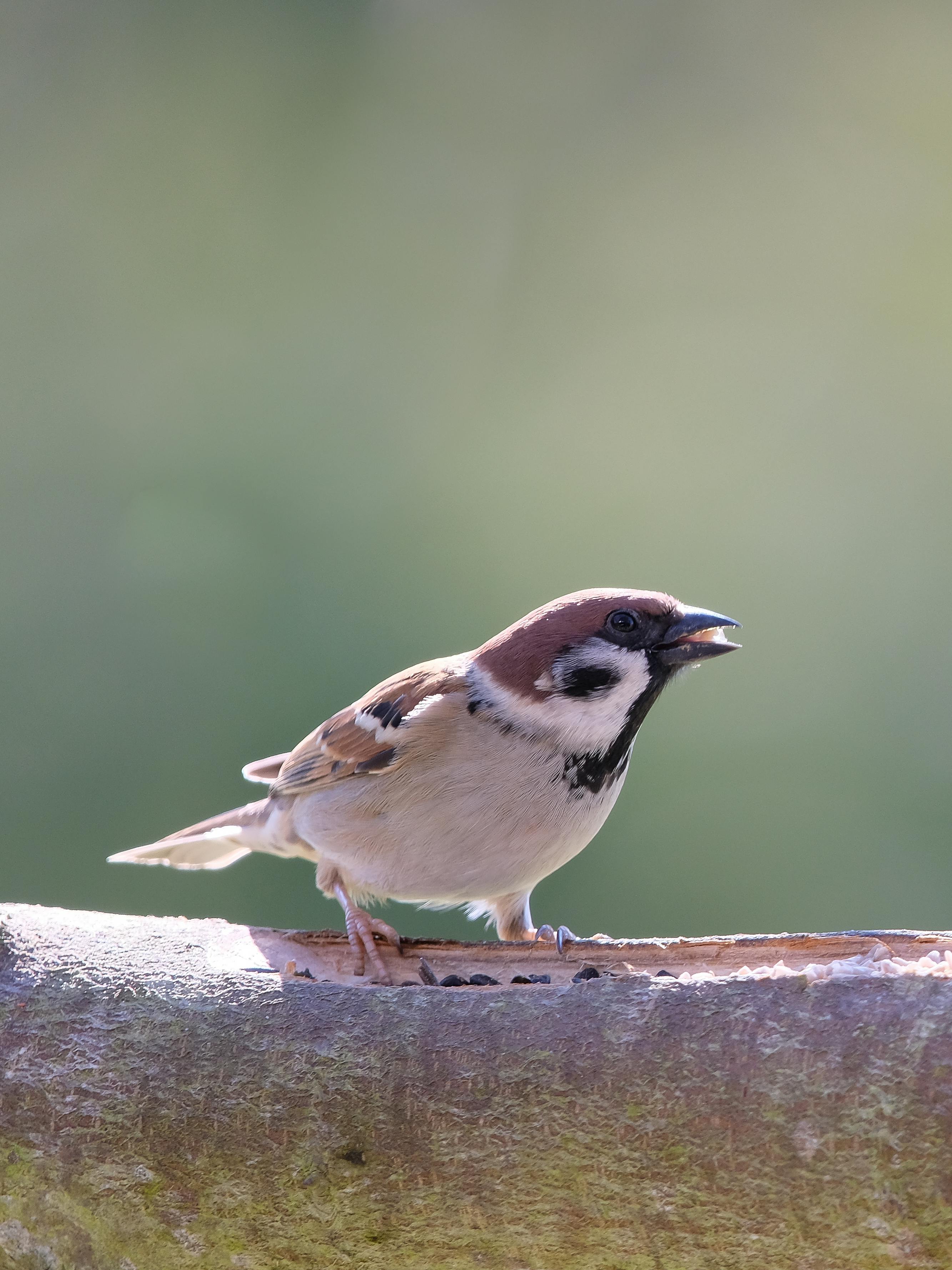 Sparrow on Branches with Spring Blossoms · Free Stock Photo