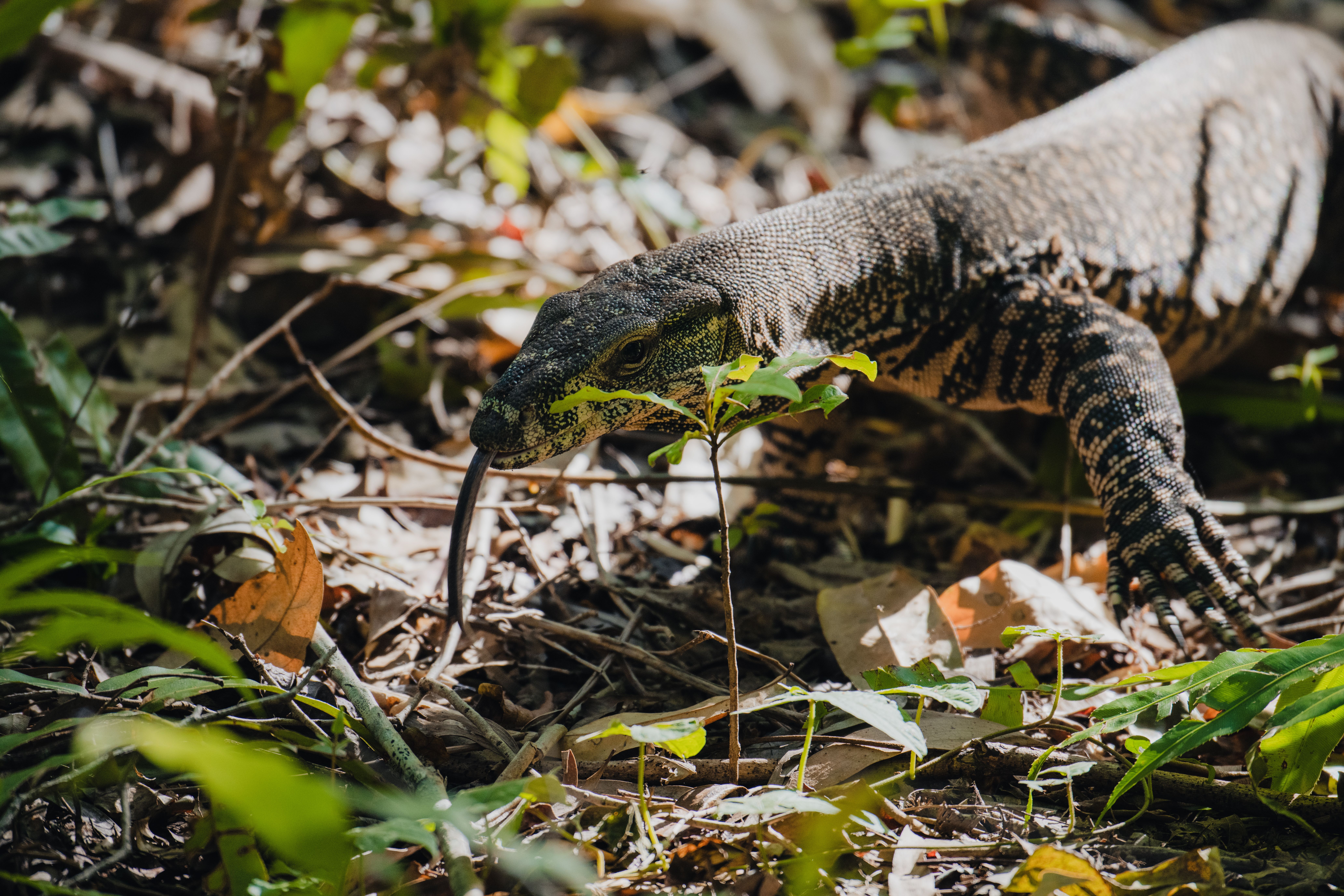 Lace Monitor in the Grass · Free Stock Photo