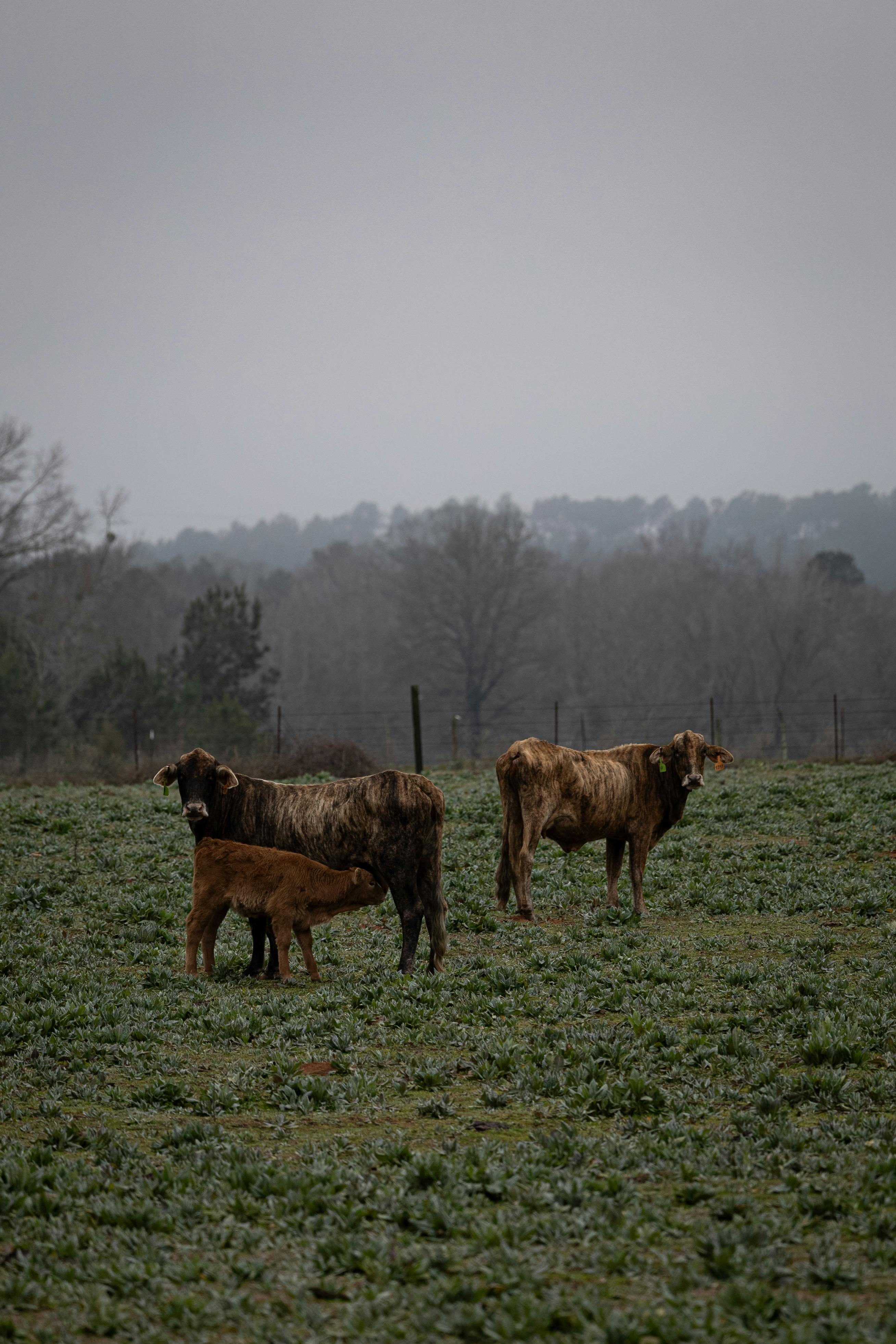 hurd cow's · Free Stock Photo