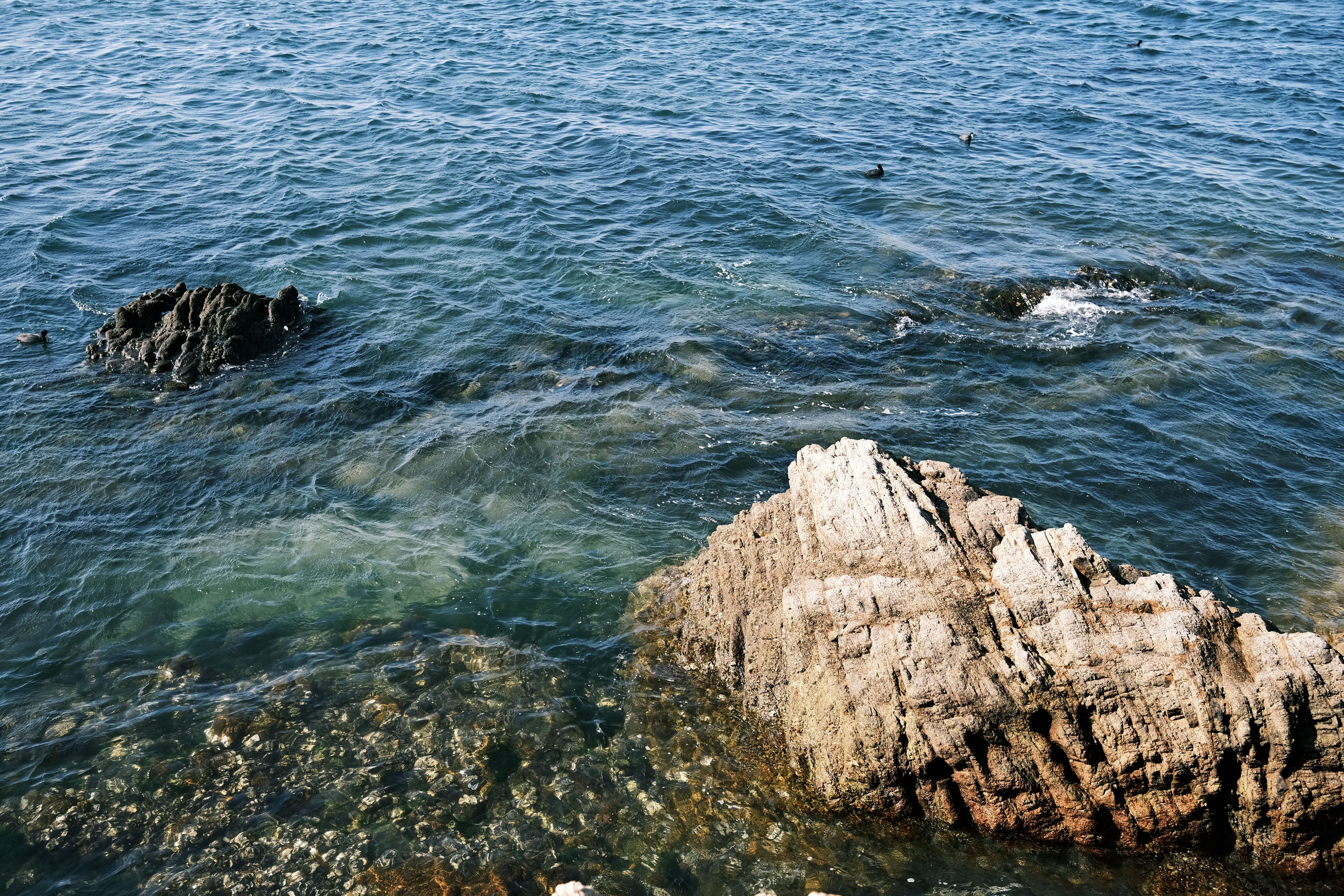 A rocky shoreline with water and birds · Free Stock Photo