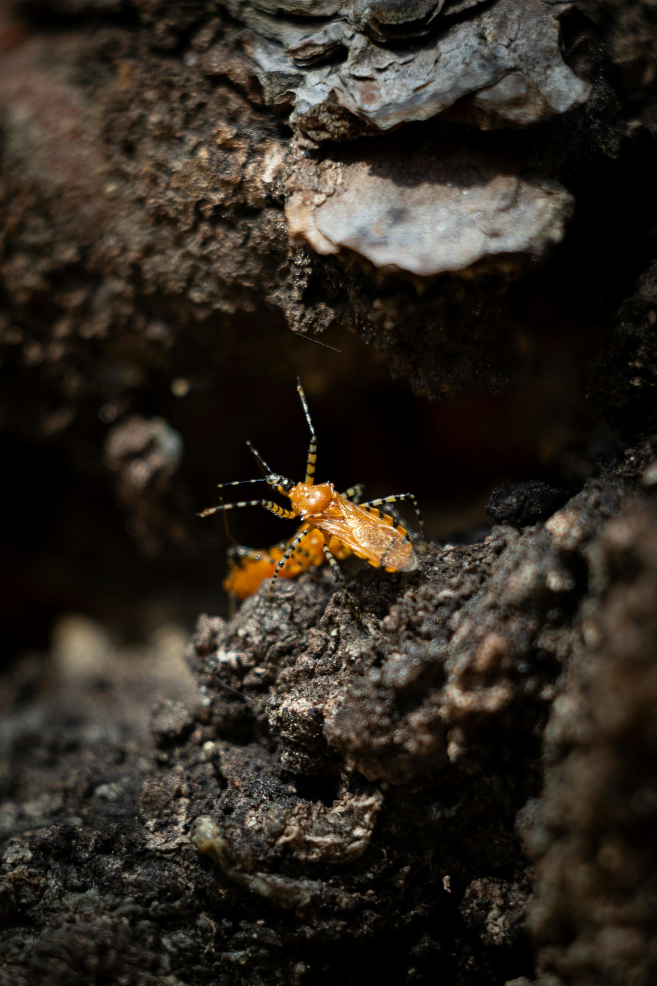 Close-up o a Bright Orange Bug Sitting on a Rocky Surface · Free Stock ...