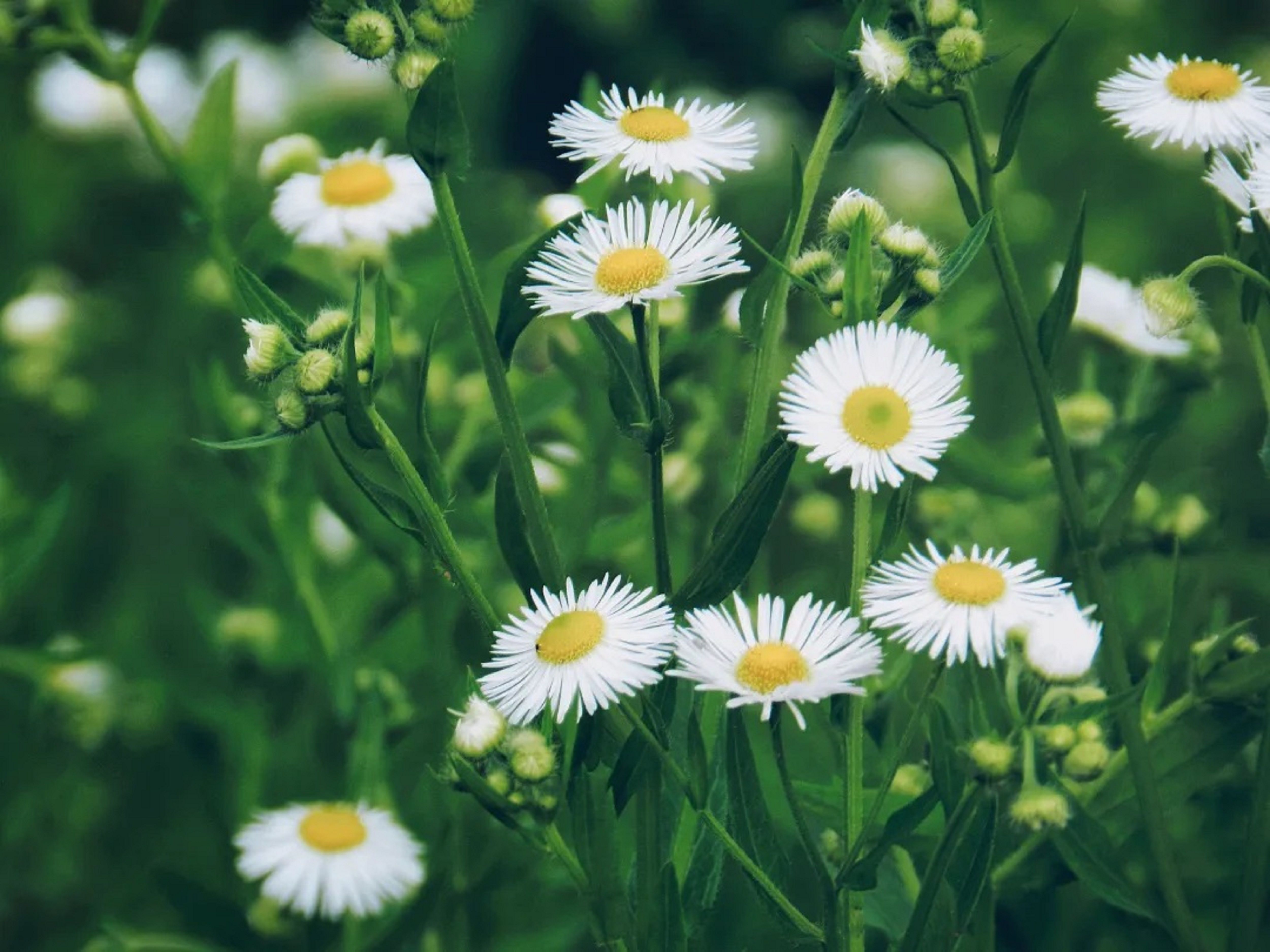 Beautiful Daisies on Meadow · Free Stock Photo