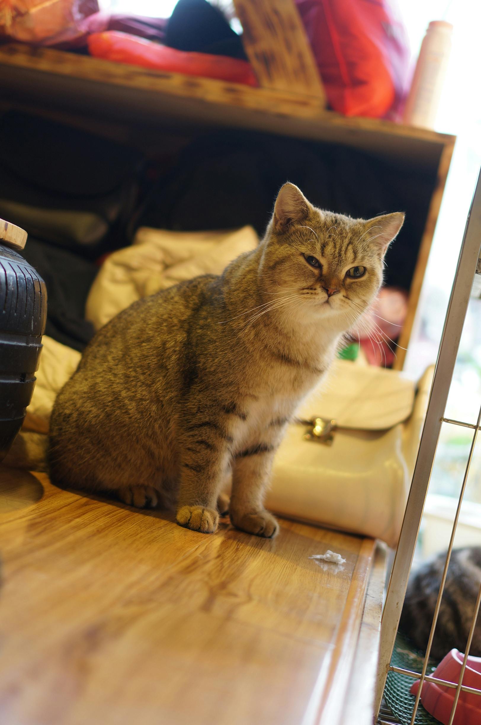 Free stock photo of cat, coffee, Meow