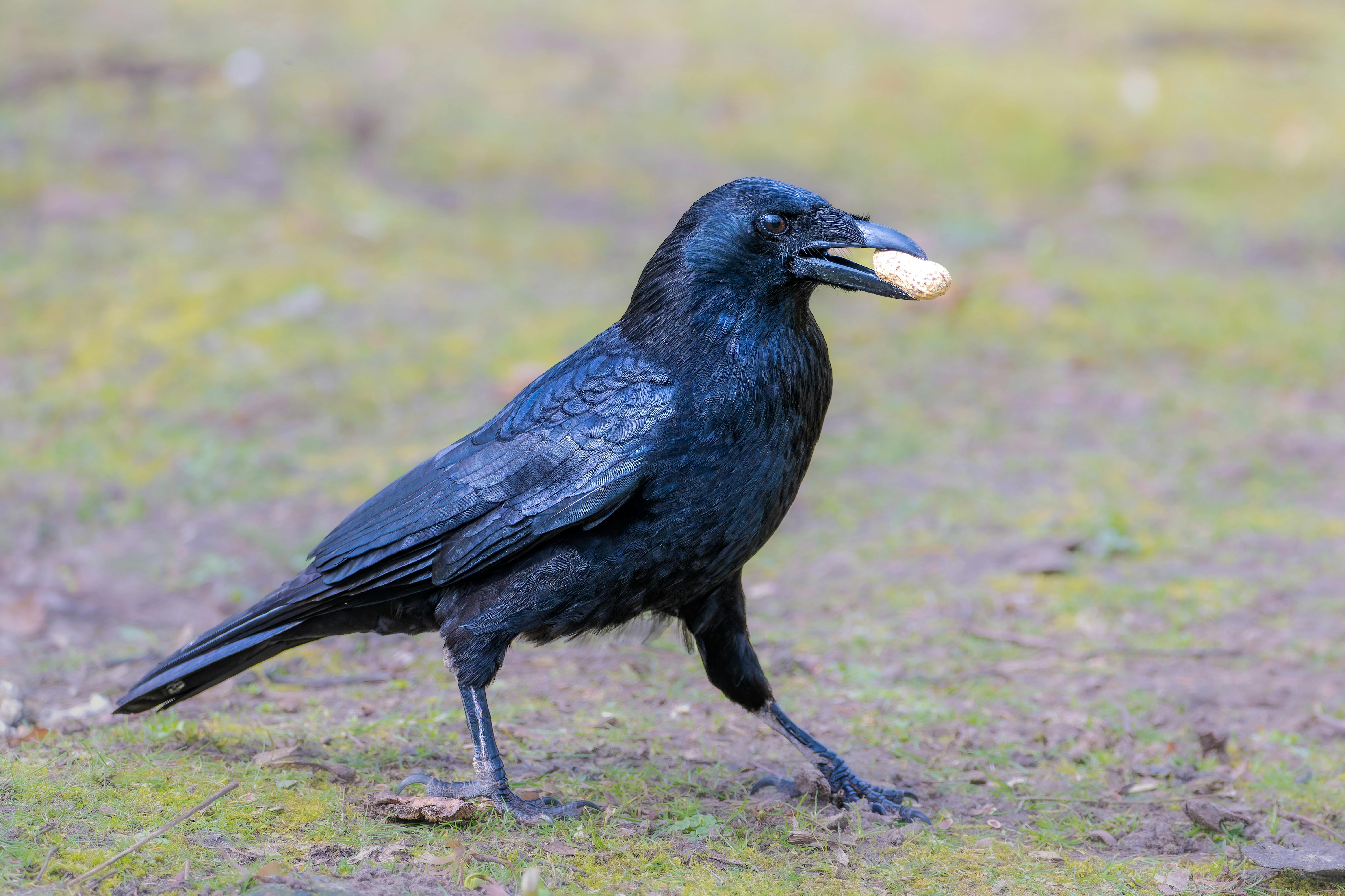 Crow with Food on Ground · Free Stock Photo