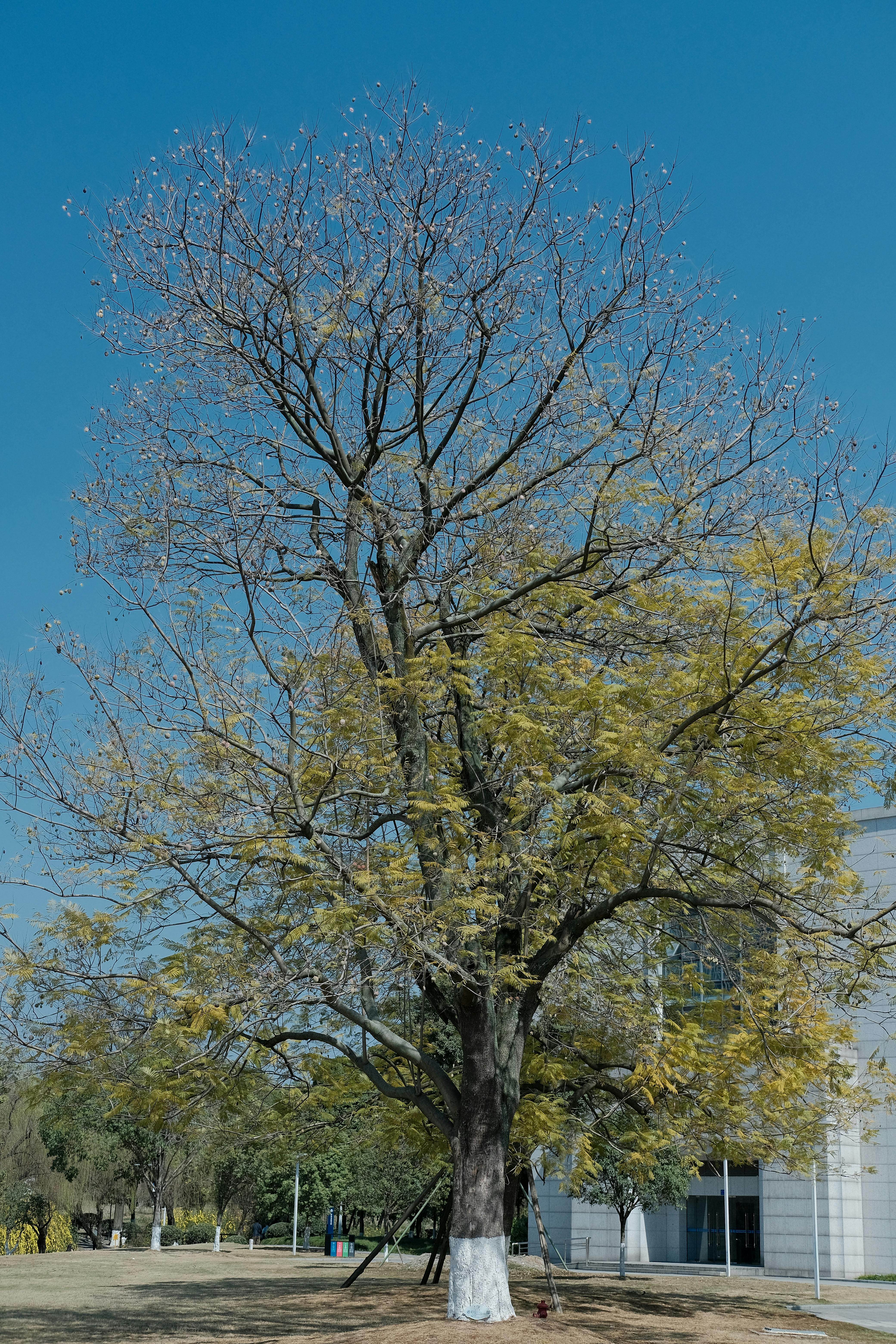 Park Tree near Building · Free Stock Photo