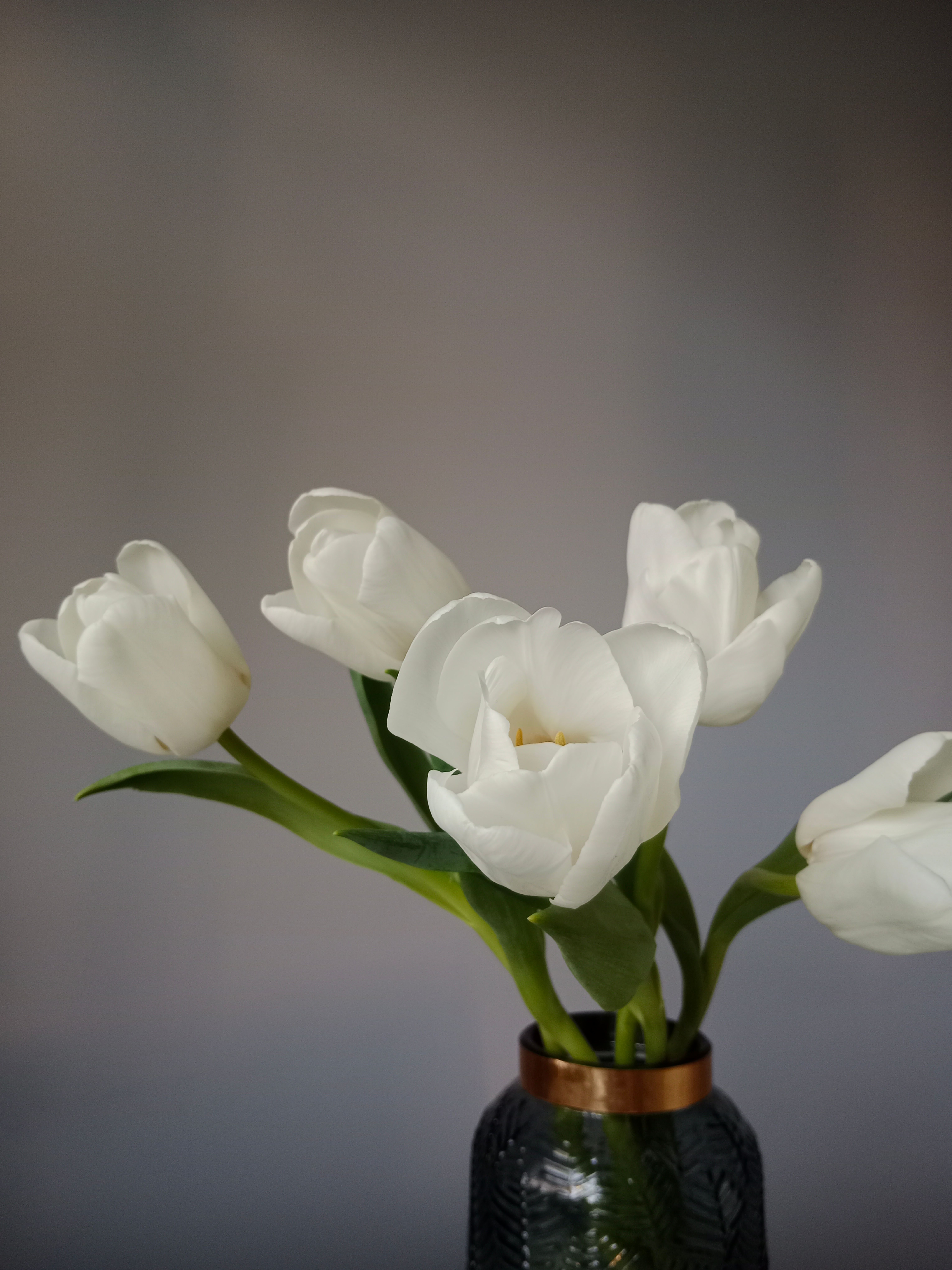 White Tulips in a Vase · Free Stock Photo