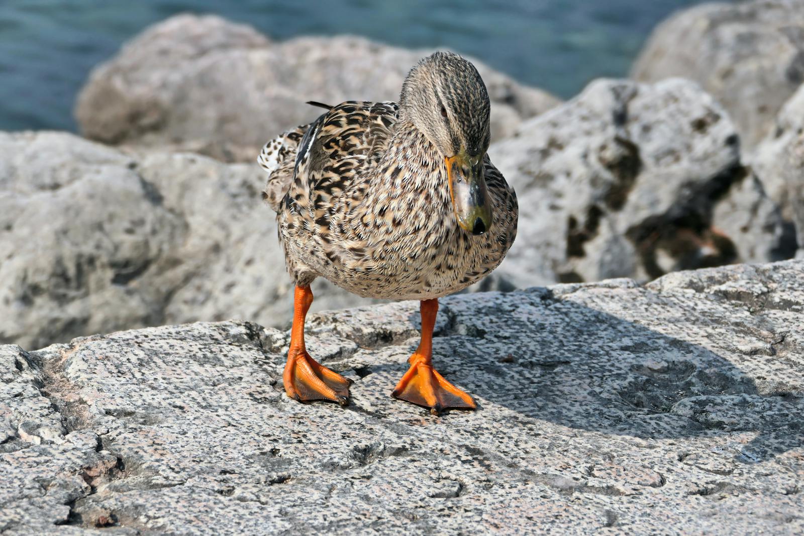 Bath Duck Photos, Download The BEST Free Bath Duck Stock Photos & HD Images