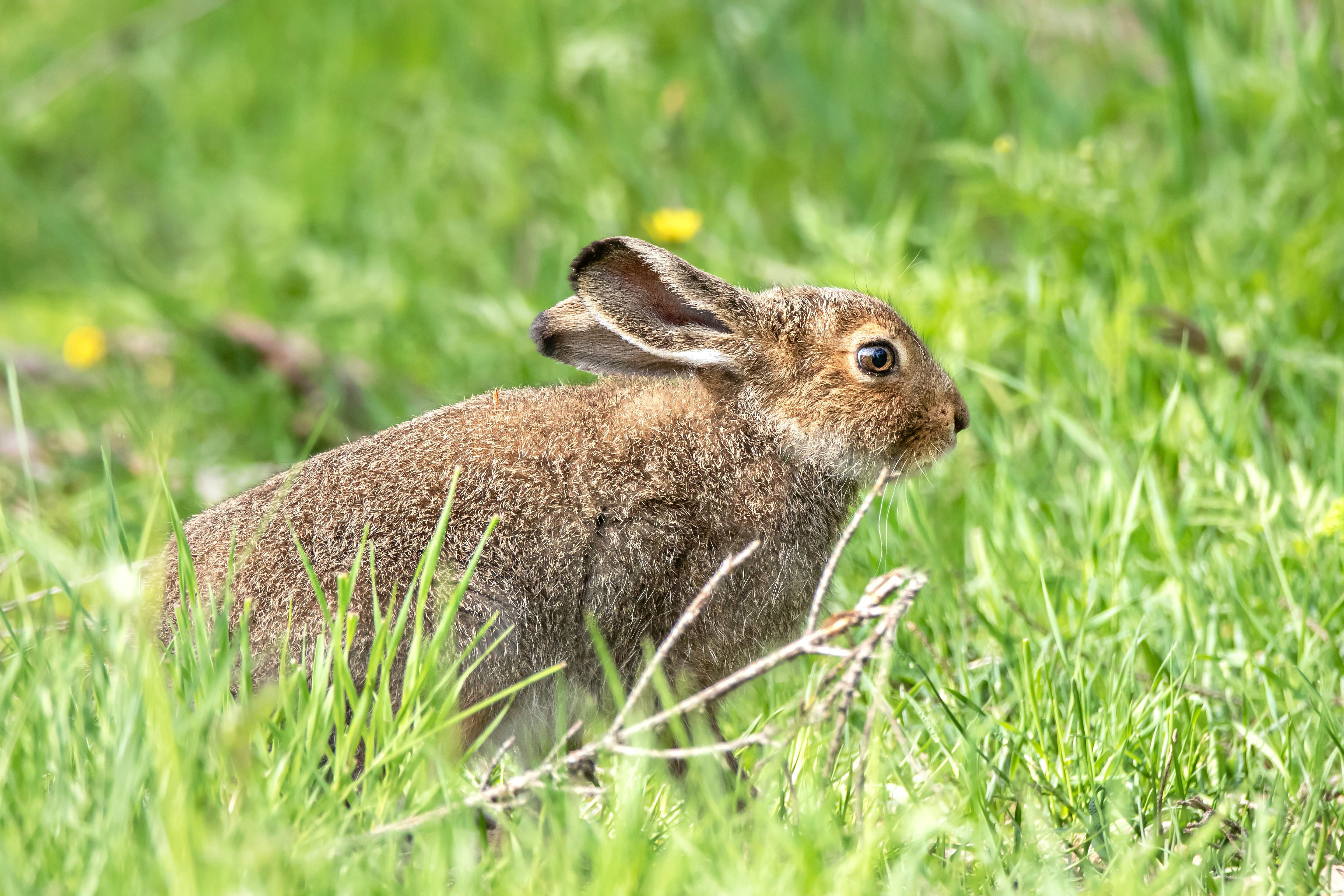 Hare Fear Photos, Download The BEST Free Hare Fear Stock Photos & HD Images
