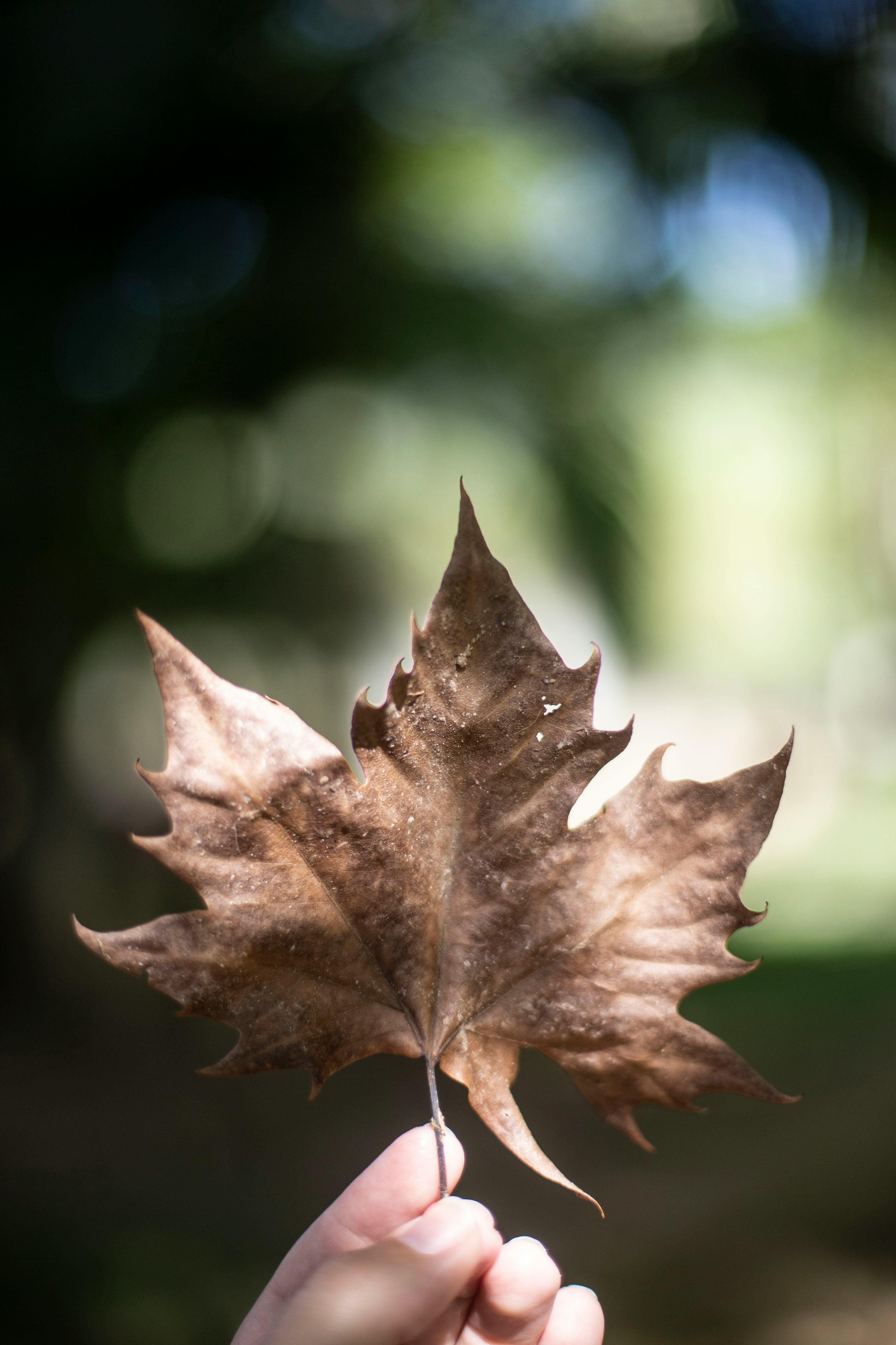 Person, Die Braunes Blatt Hält · Kostenloses Stock Foto