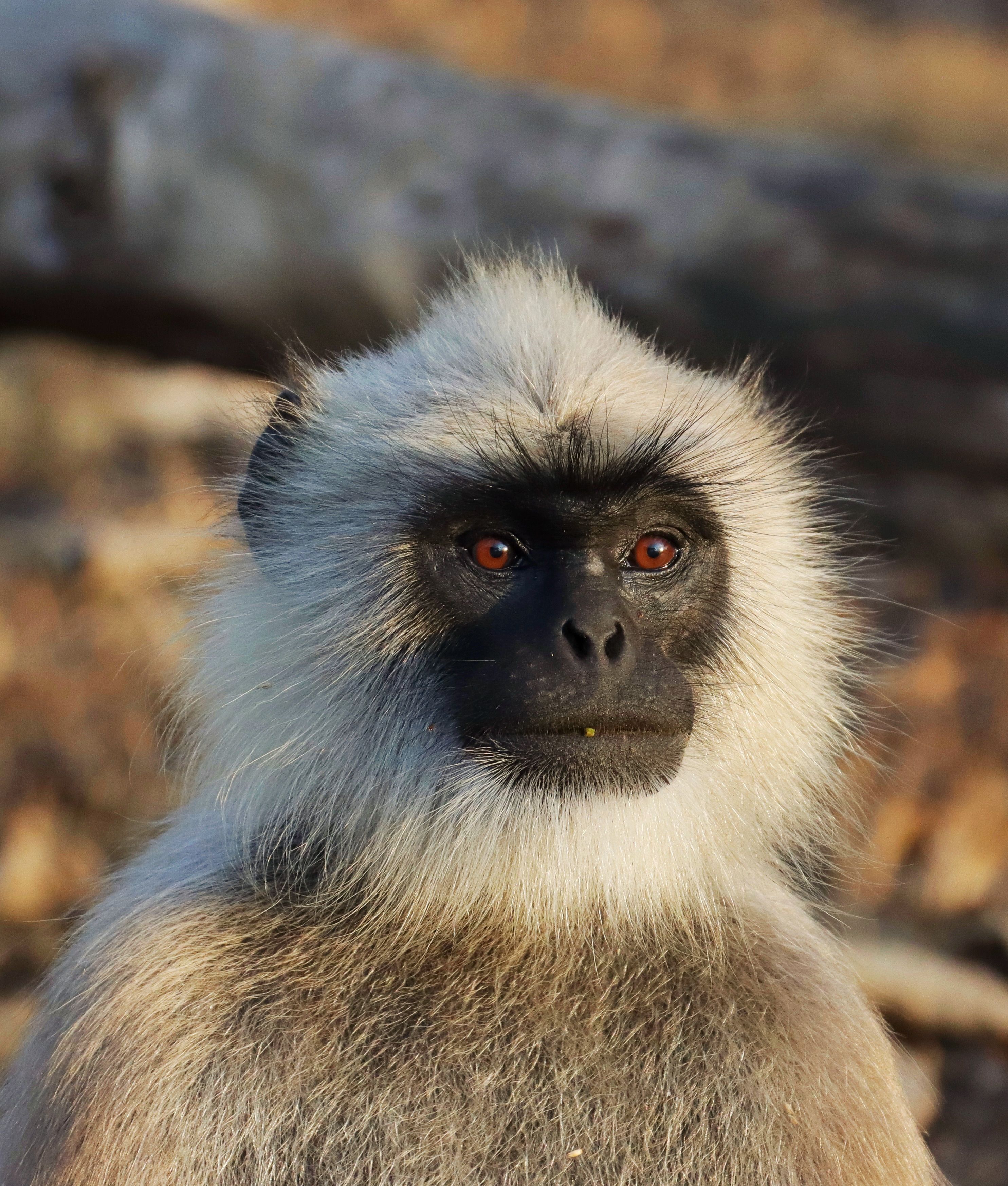 A Gray Langur Monkey in the Wild · Free Stock Photo