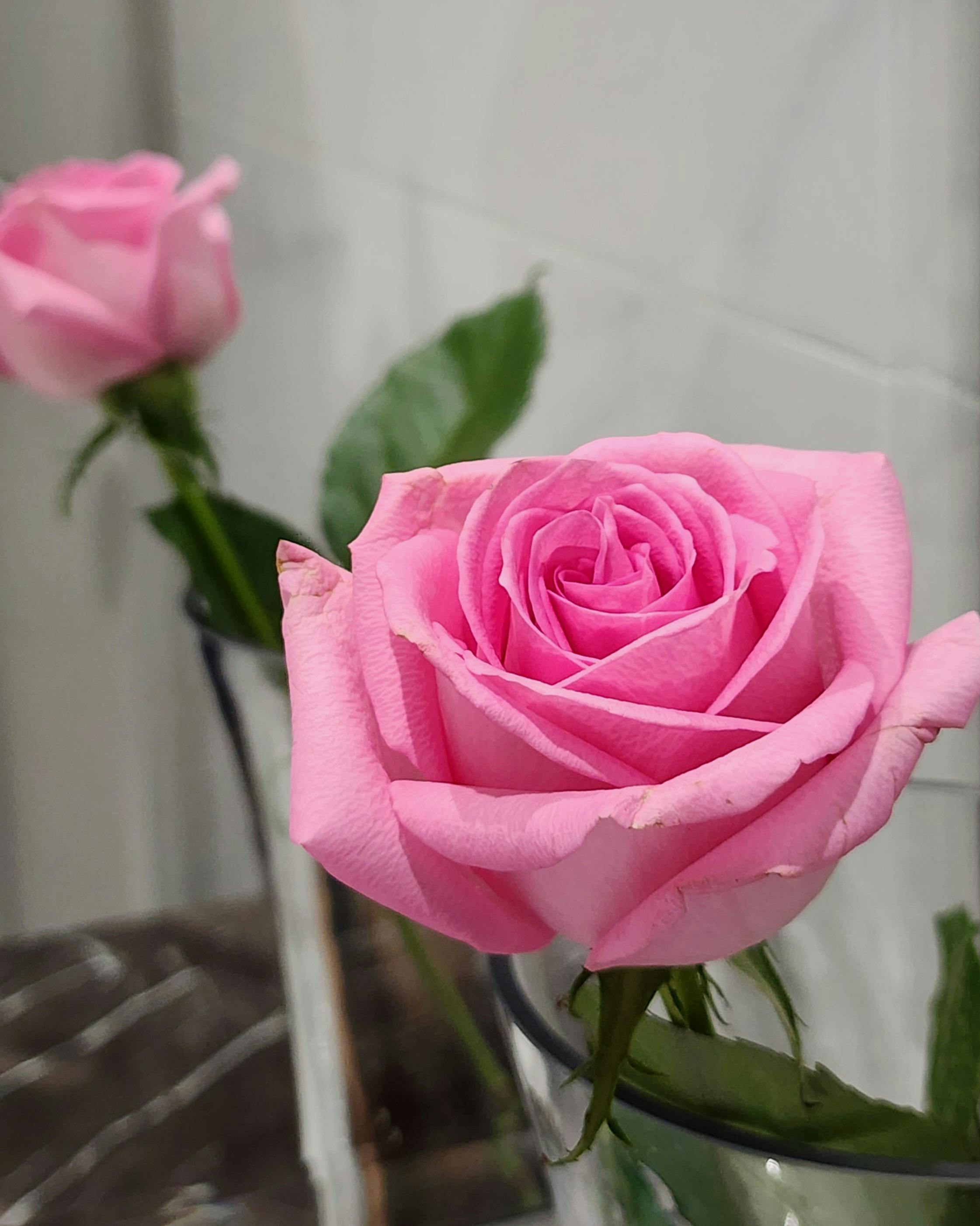 Ivy Marie - Photography