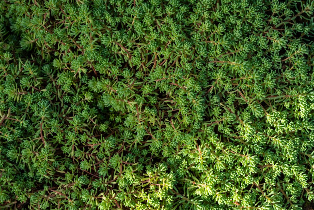 How to Grow Sedums for Shade Successfully in Your Garden
