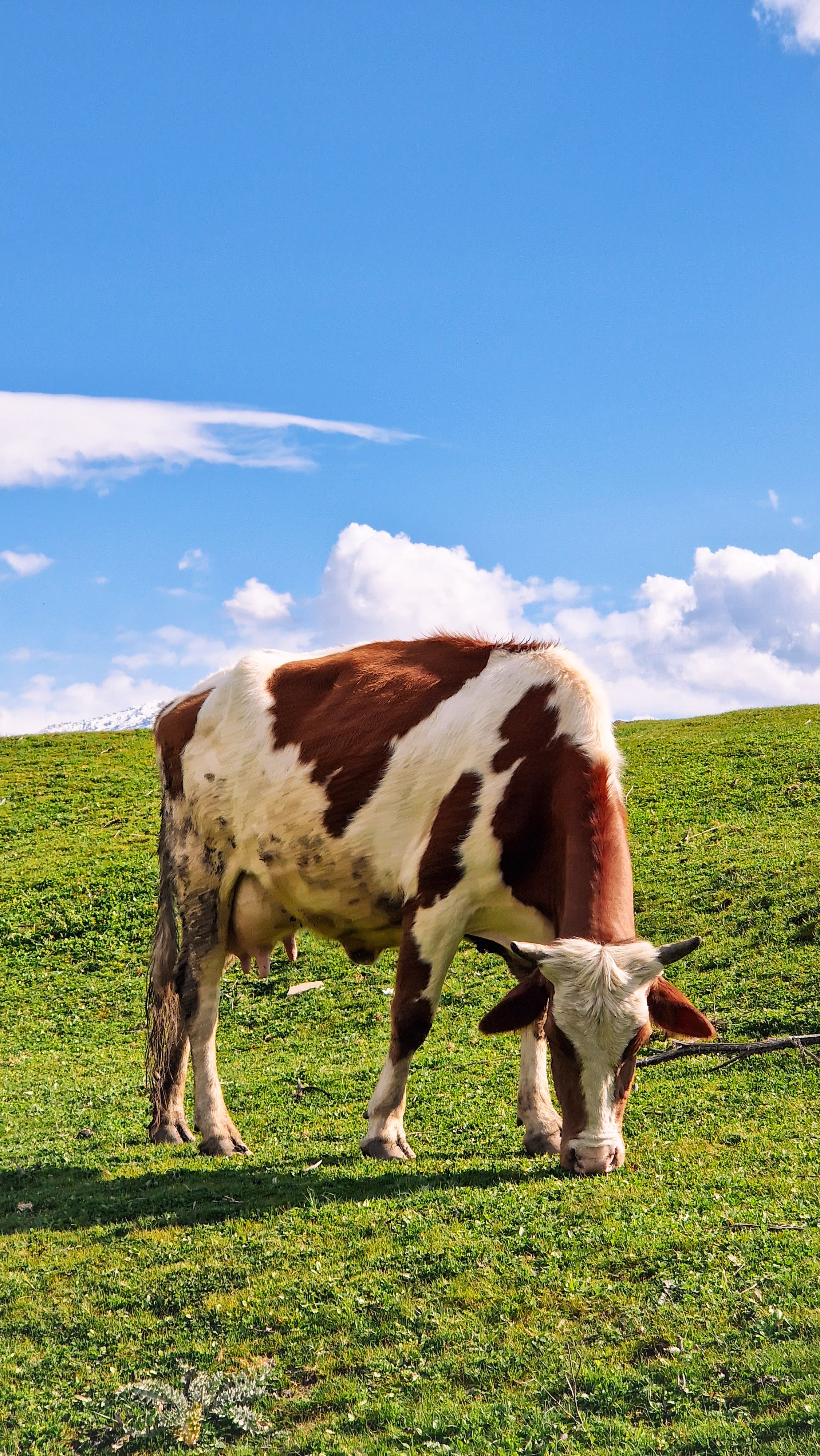 Cows Grazing on Field Against Sky · Free Stock Photo