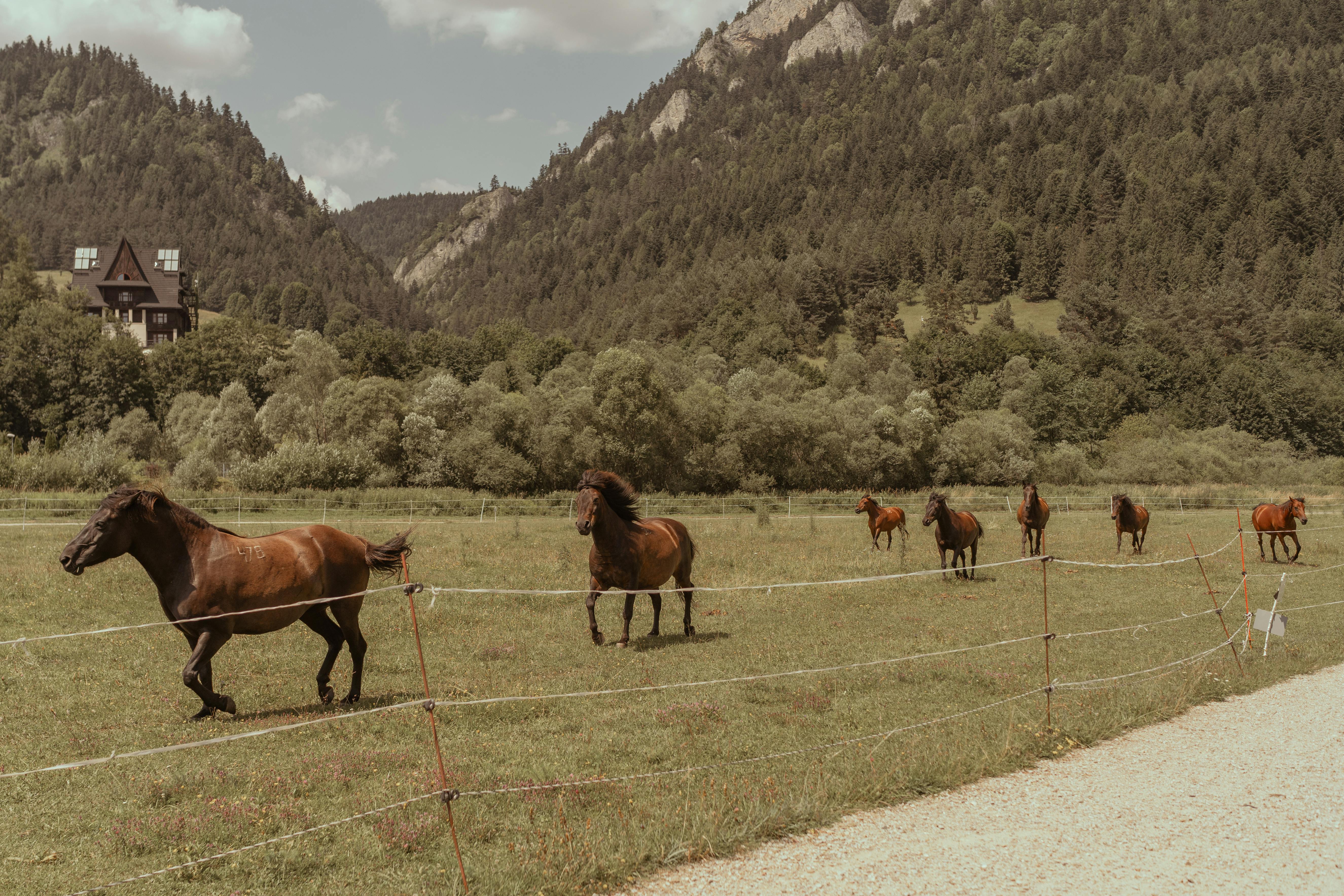 Horses on a Paddock · Free Stock Photo