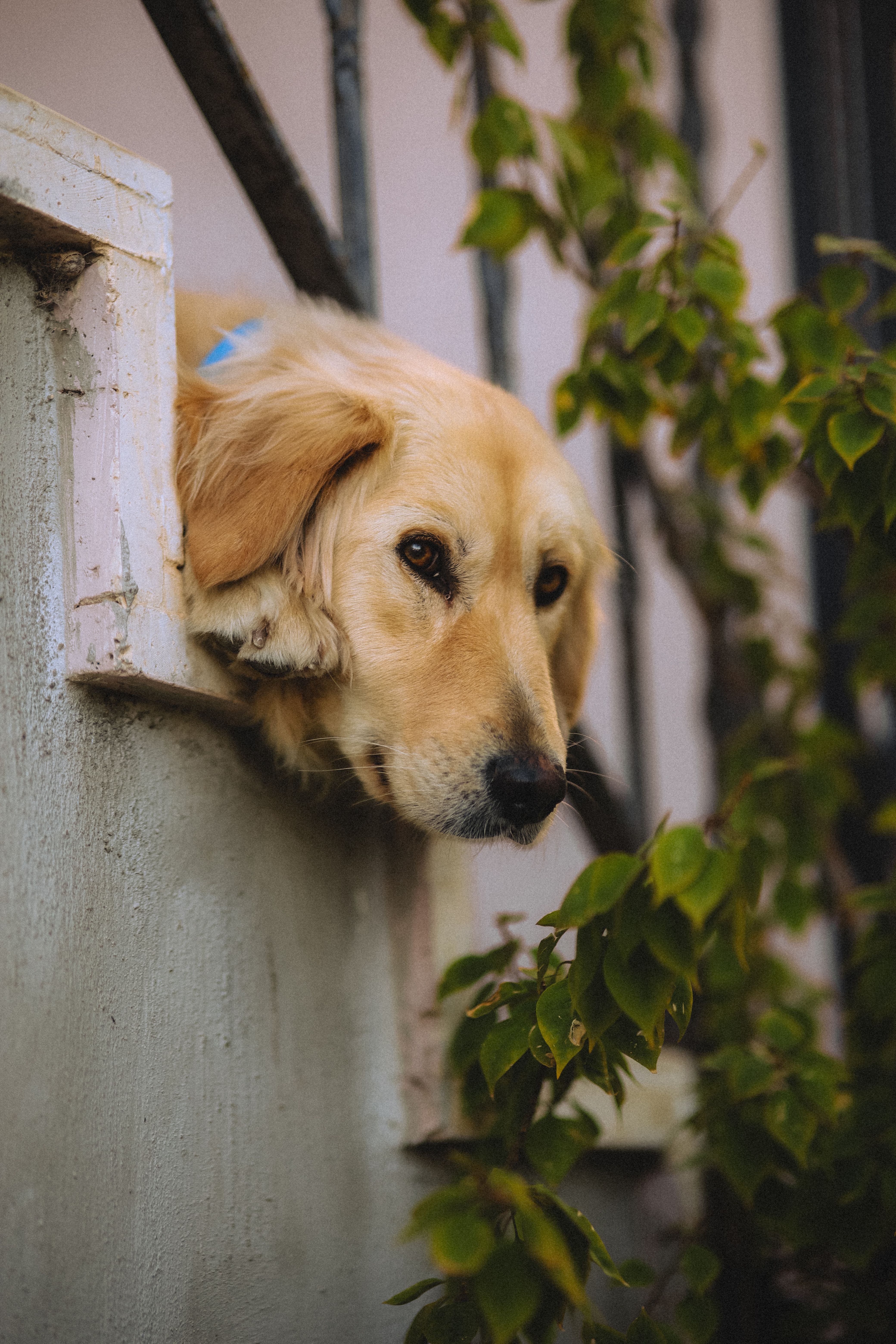 Dog Head on Wall · Free Stock Photo