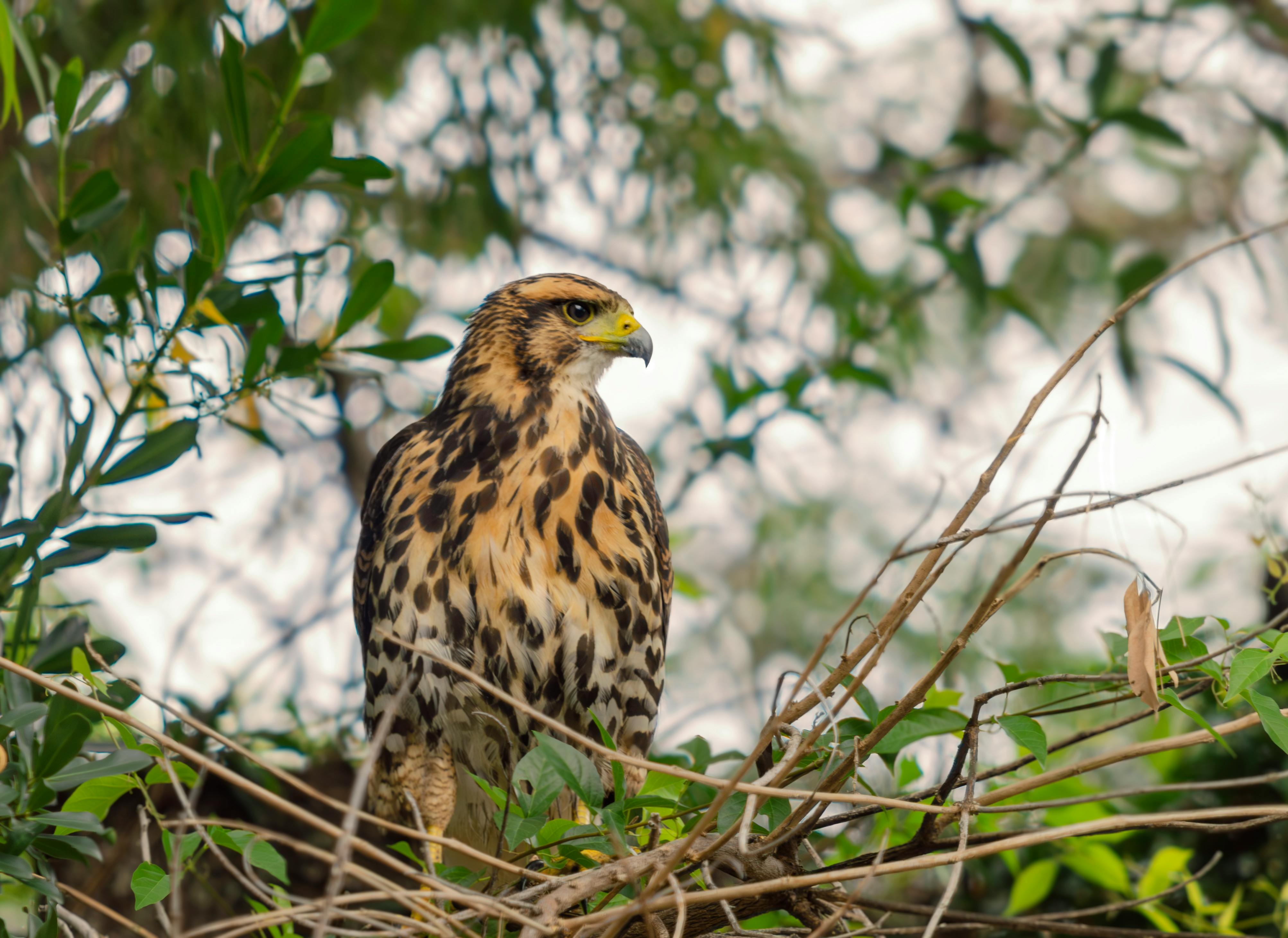 Hawk in Nature · Free Stock Photo