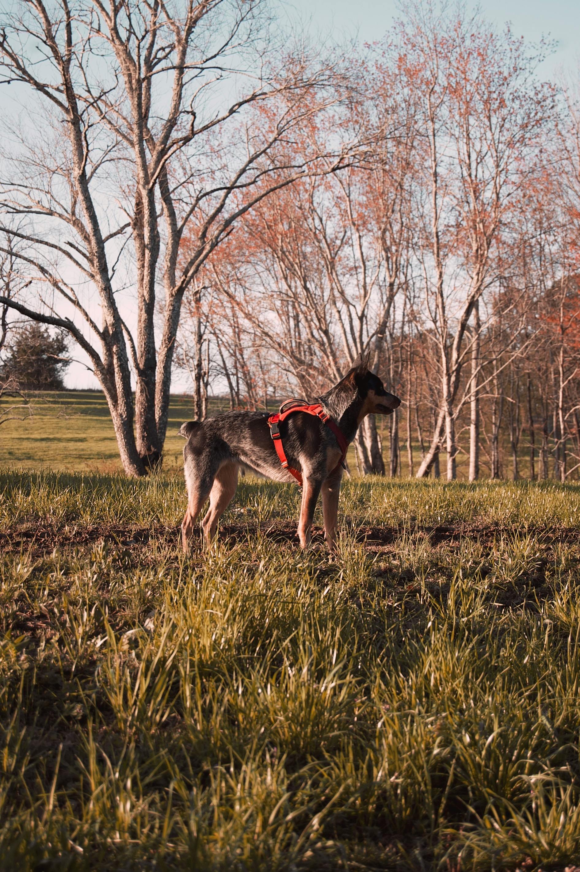 Dog in Countryside · Free Stock Photo