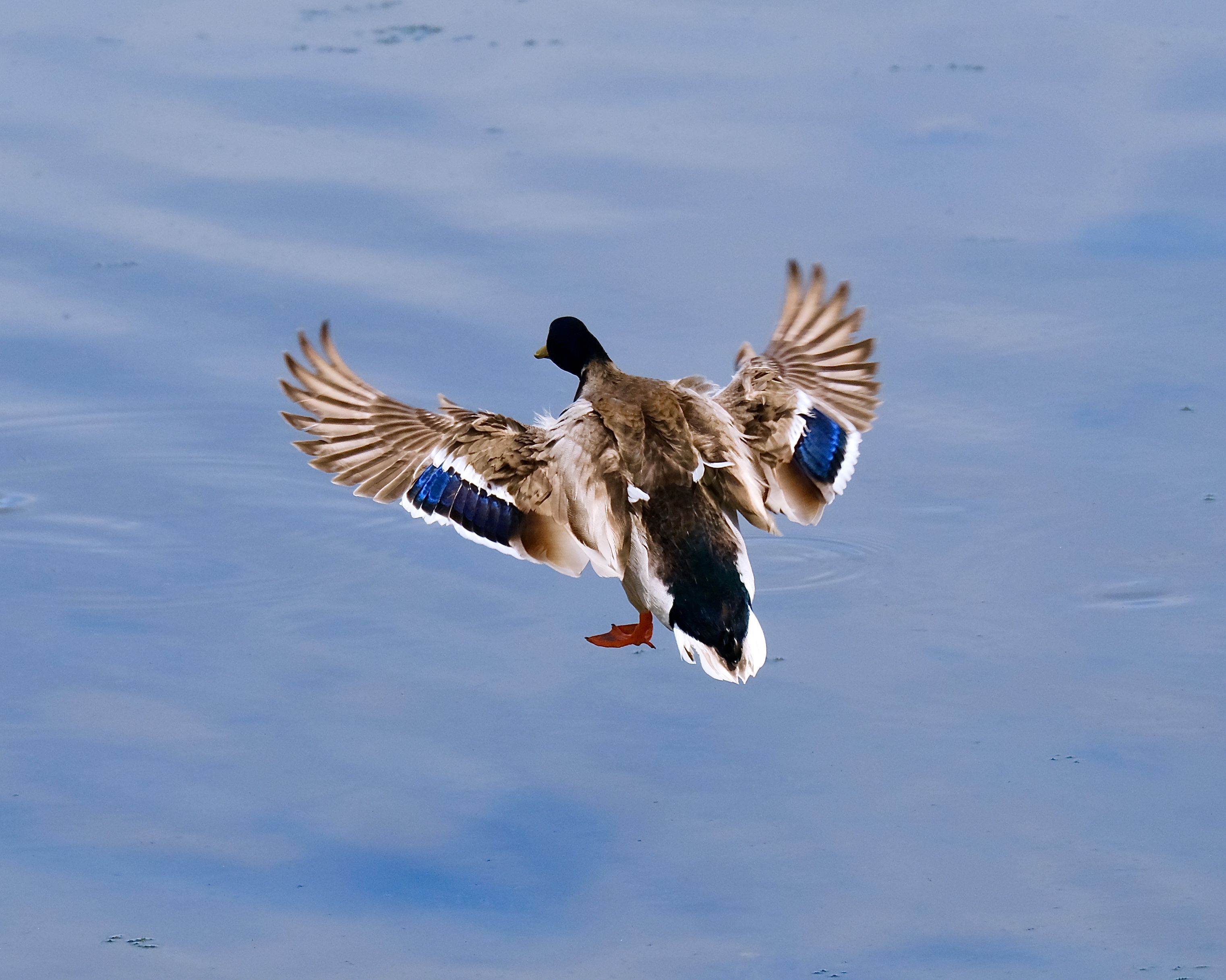 Duck Landing on Water · Free Stock Photo