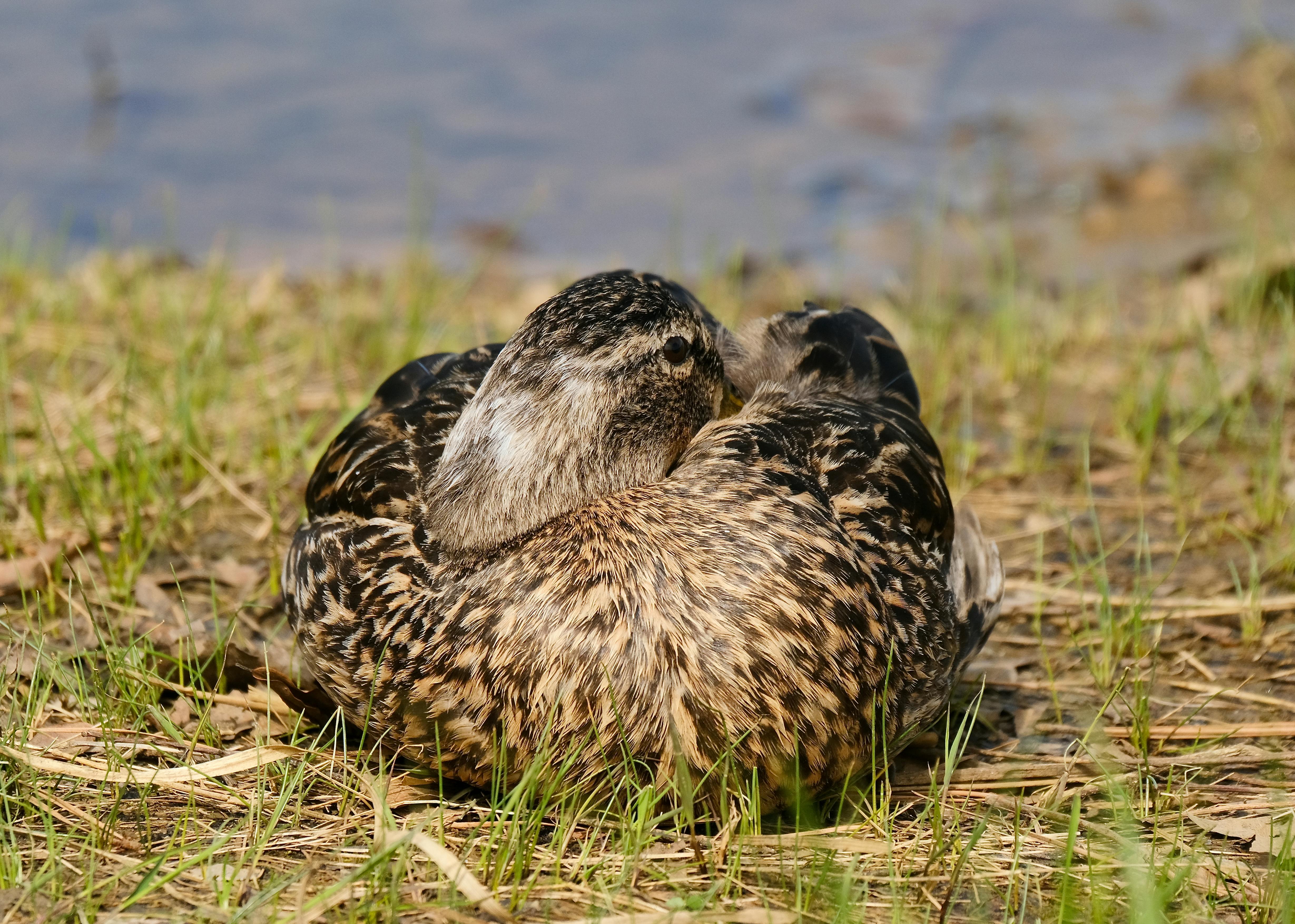 Duck Lying on Grass · Free Stock Photo