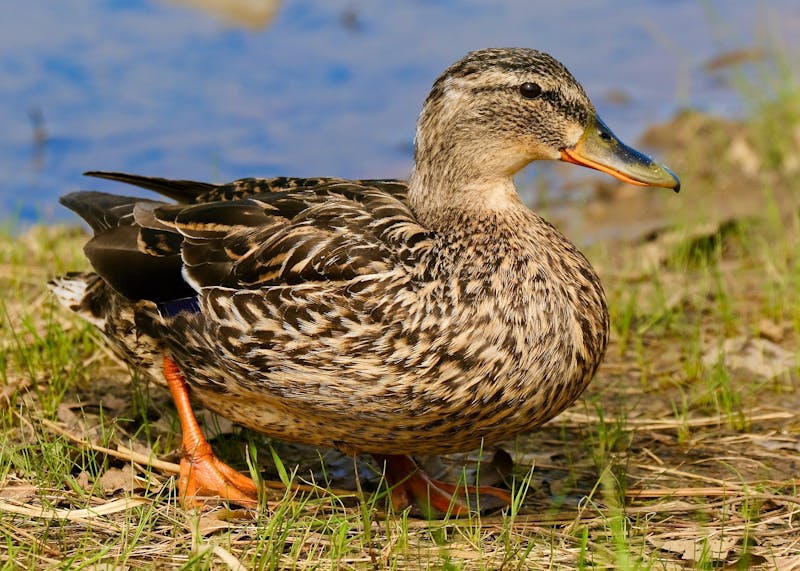 Bath Duck Photos, Download The BEST Free Bath Duck Stock Photos & HD Images